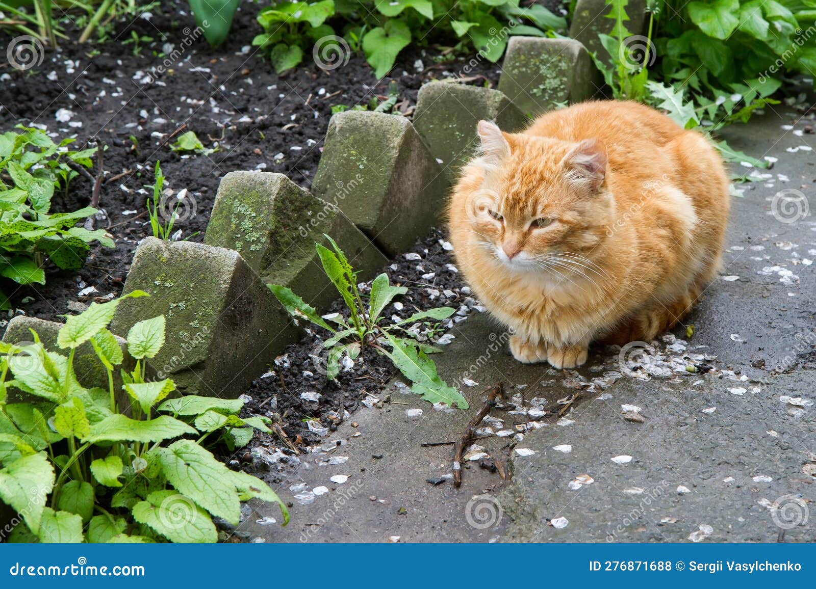Ginger Cat Sitting on a Path in the Garden after the Rain. Stock Photo ...