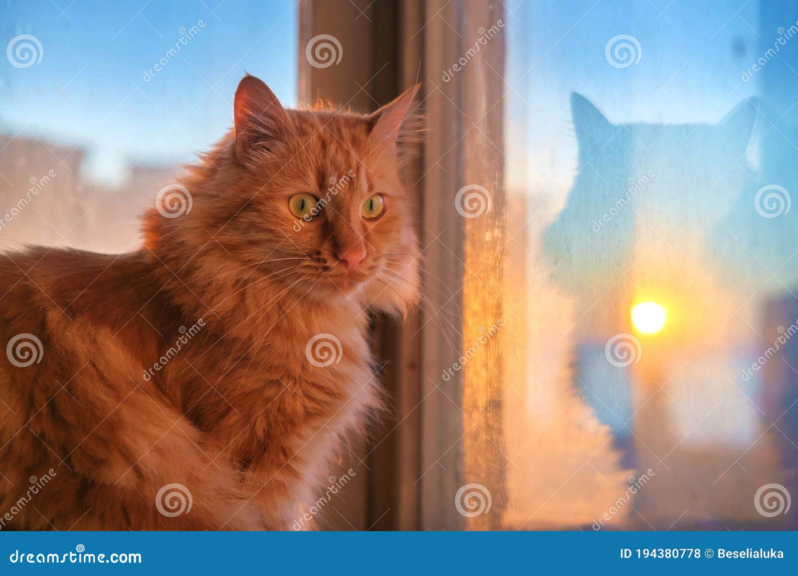 Sil Cat Stock Photos - Free & Royalty-Free Stock Photos from Dreamstime
