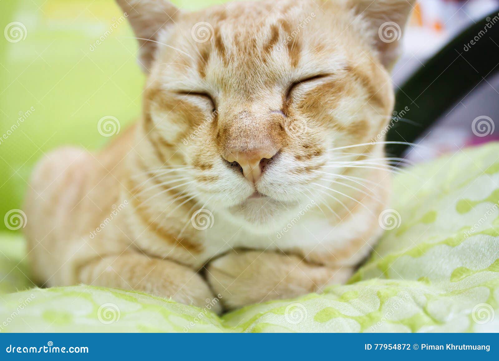 Ginger cat sleep stock photo. Image of orange, pets, comfortable - 77954872