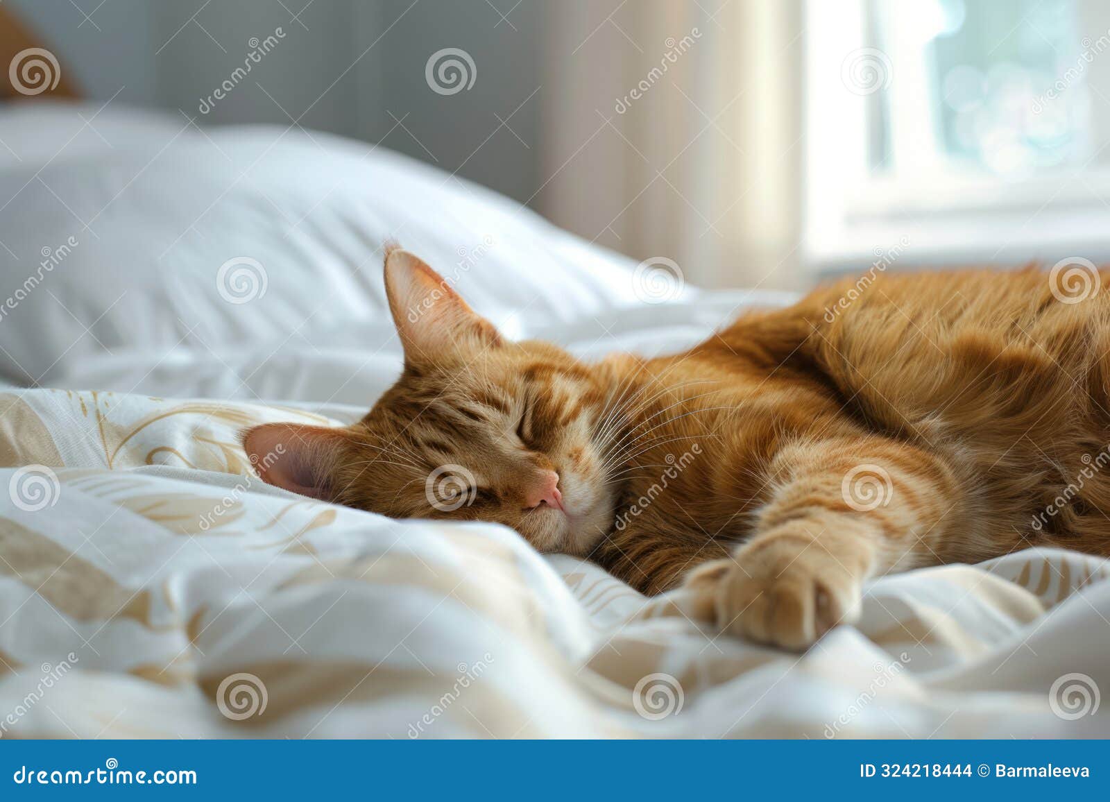 Ginger Cat Sleeping on a Bed in Soft Light Stock Photo - Image of ...
