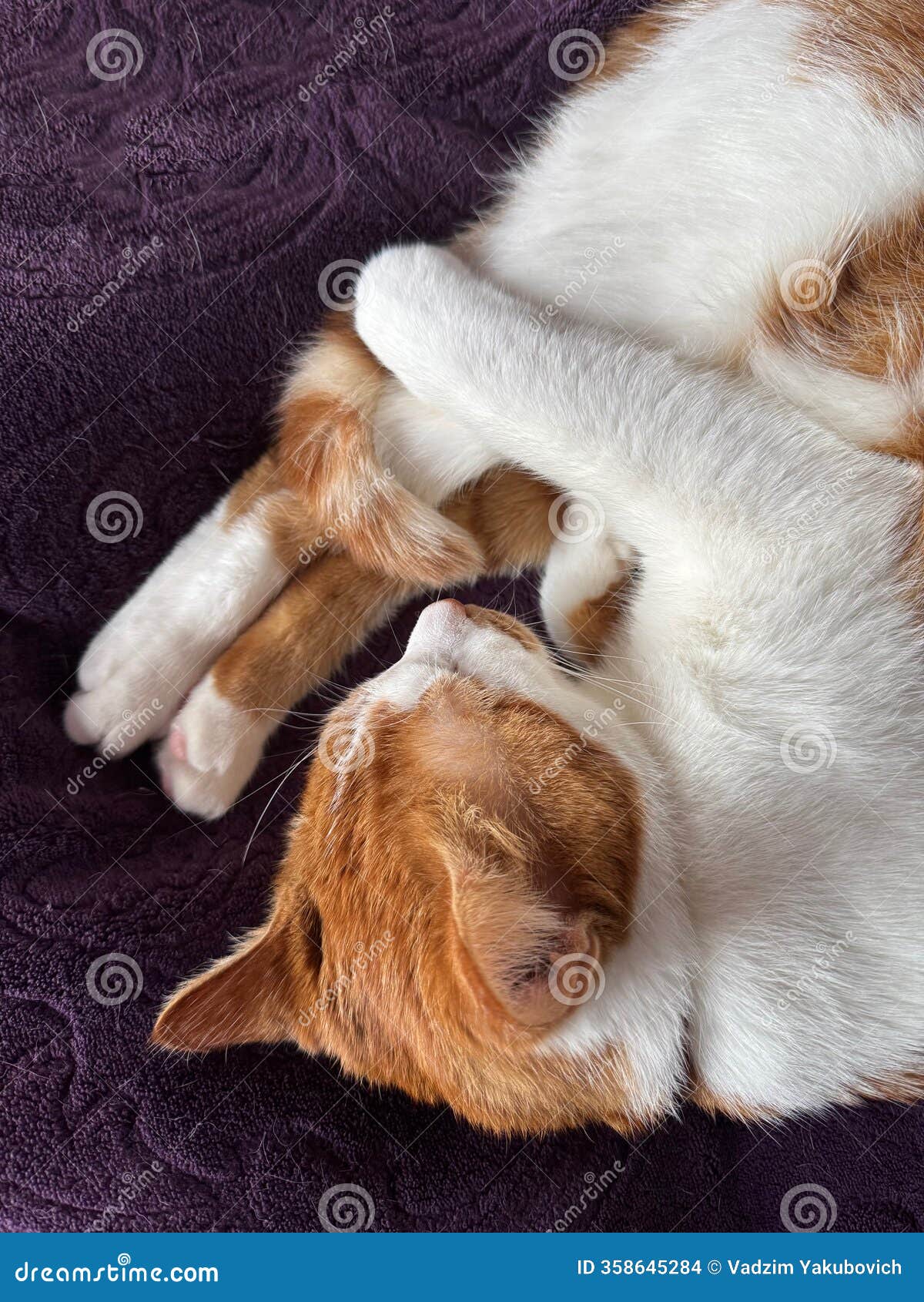 Ginger Cat Tail. Cat Laying On The Floor At Home. Happy Tabby Cat ...
