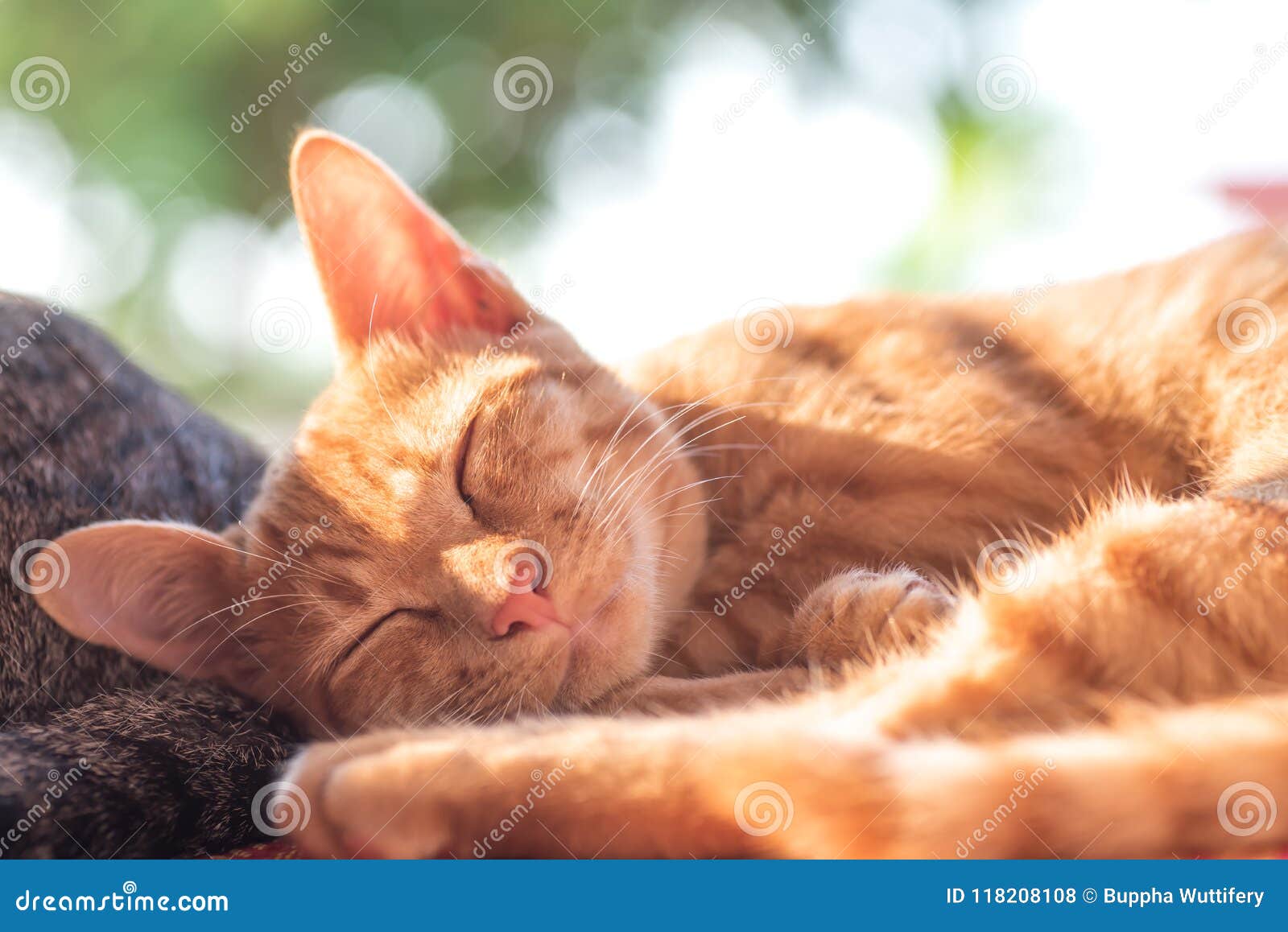 Ginger Cat Sleeping at Home Stock Photo - Image of cute, sleeping ...