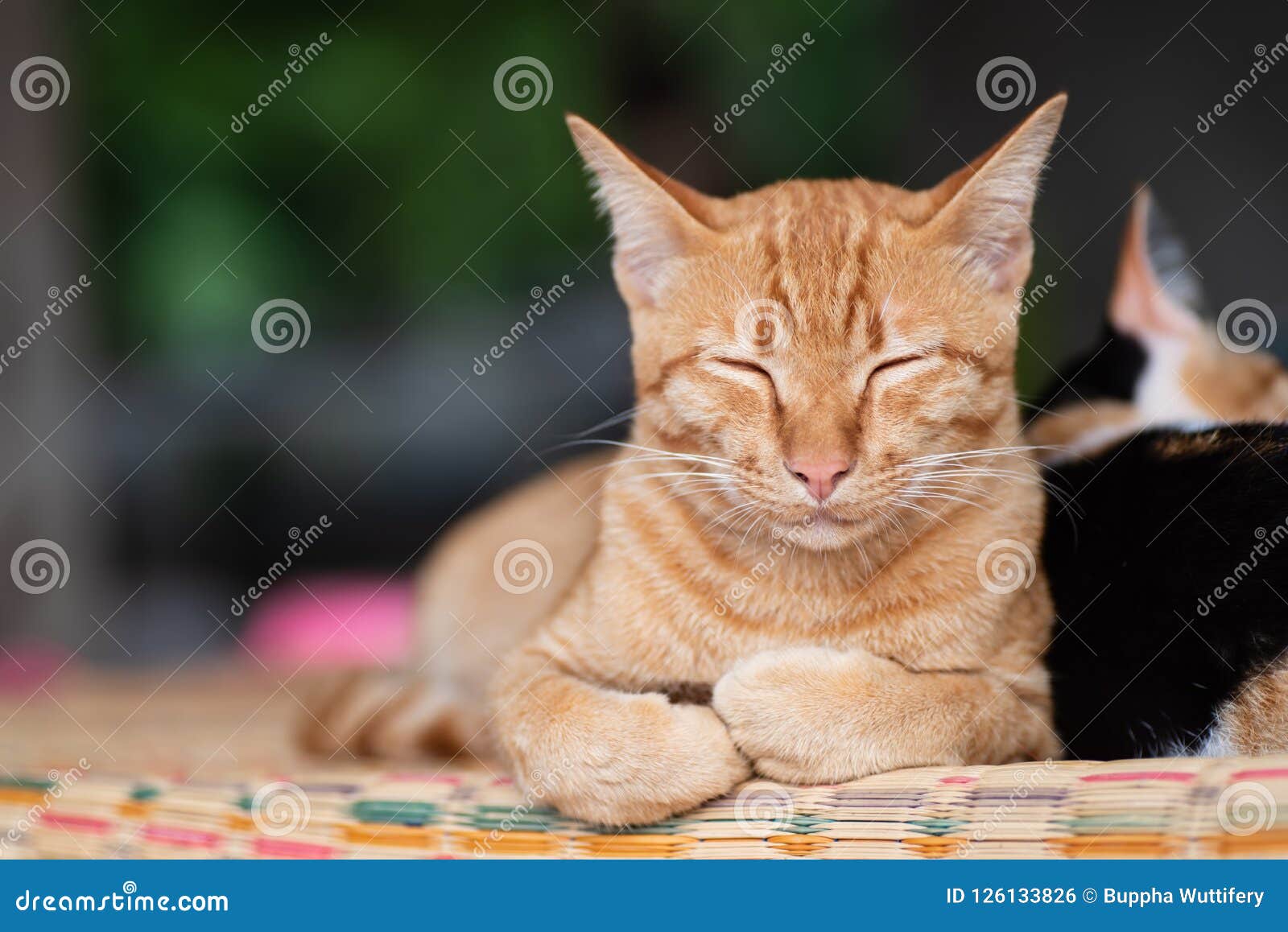 Ginger Cat is Sleeping on the Mat Stock Photo - Image of adorable, thai ...