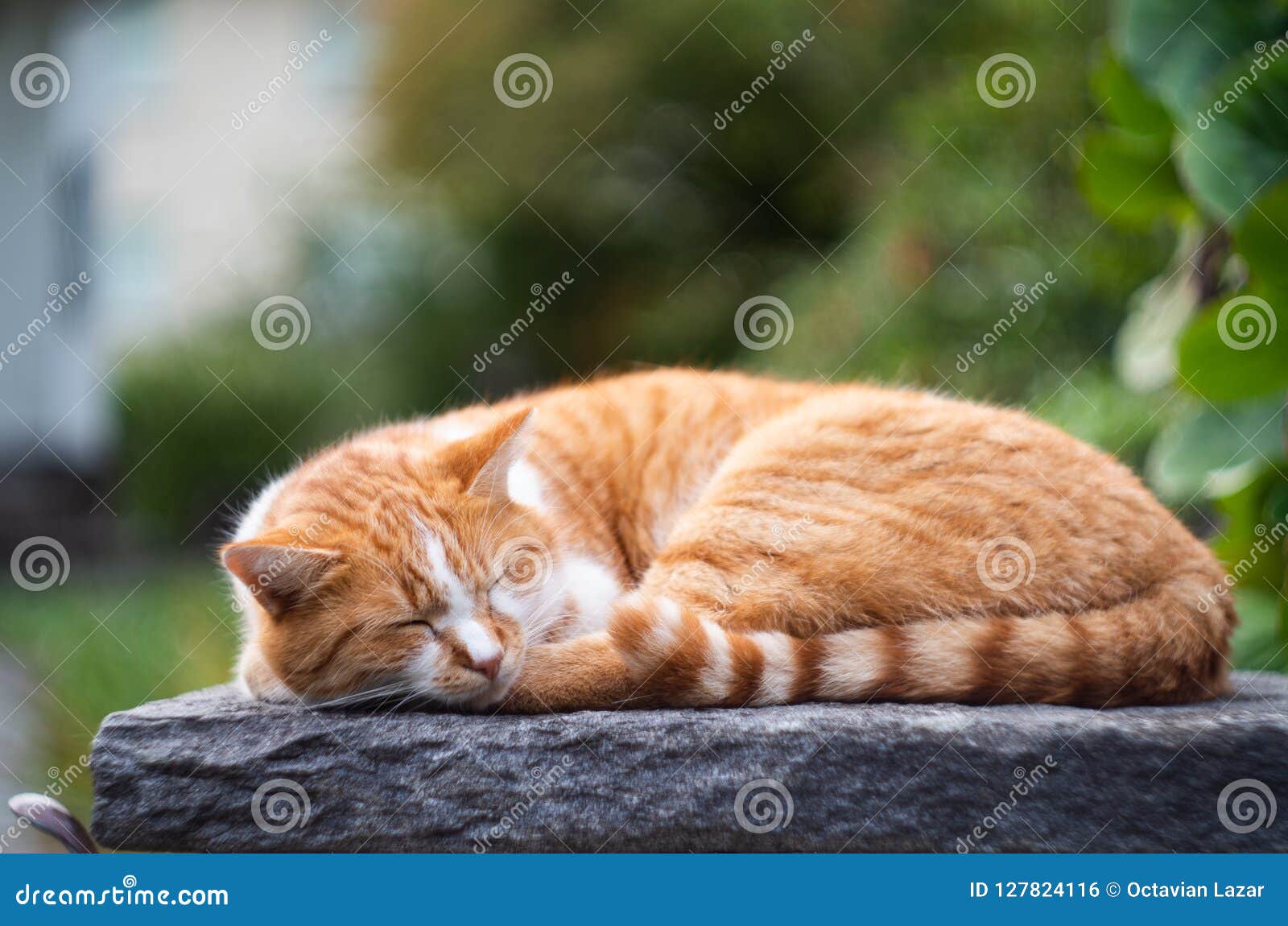 Ginger Cat Sleeping Outside Stock Photo - Image of closeup, feline ...