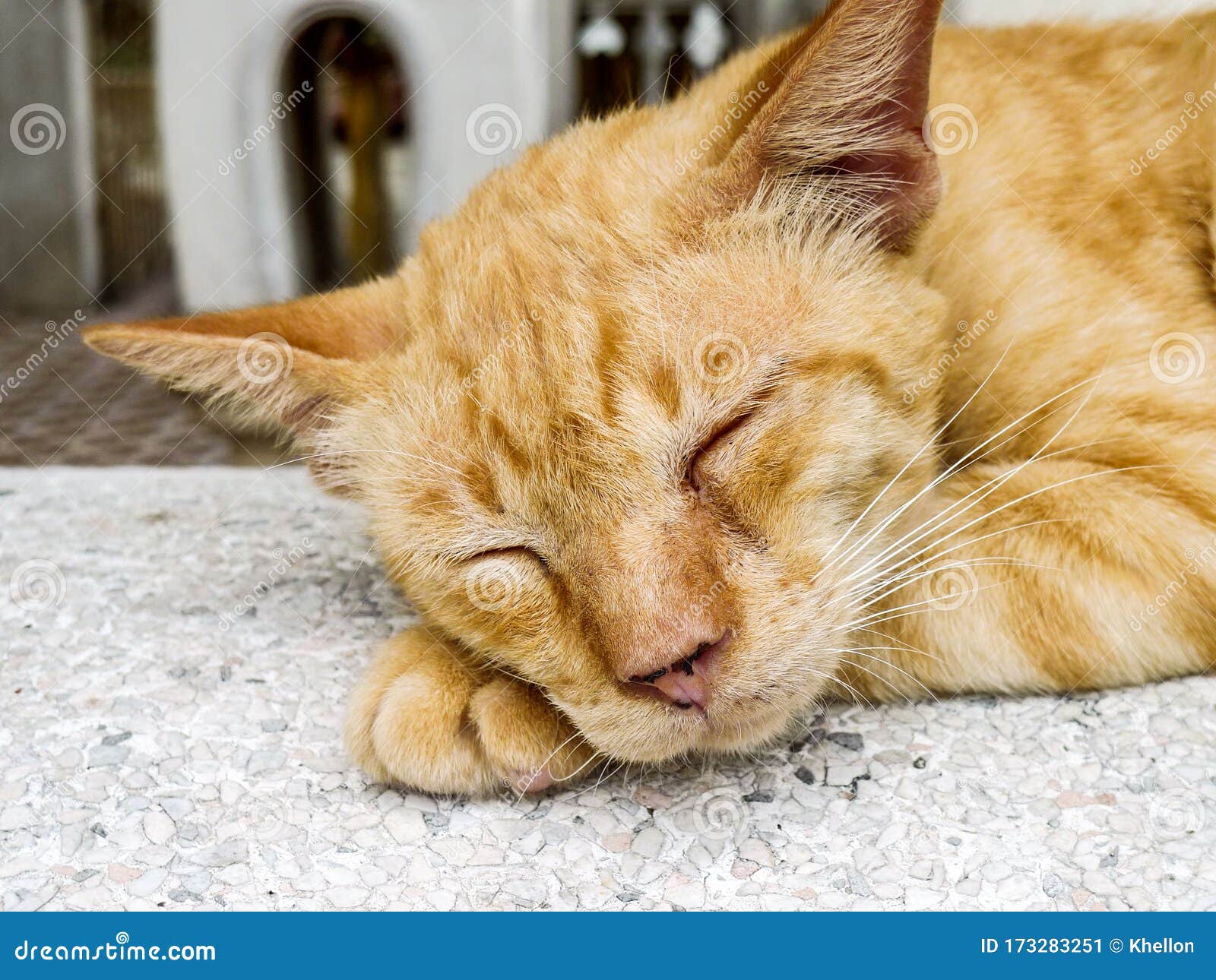 Ginger cat sleeping stock image. Image of ginger, whiskers - 173283251