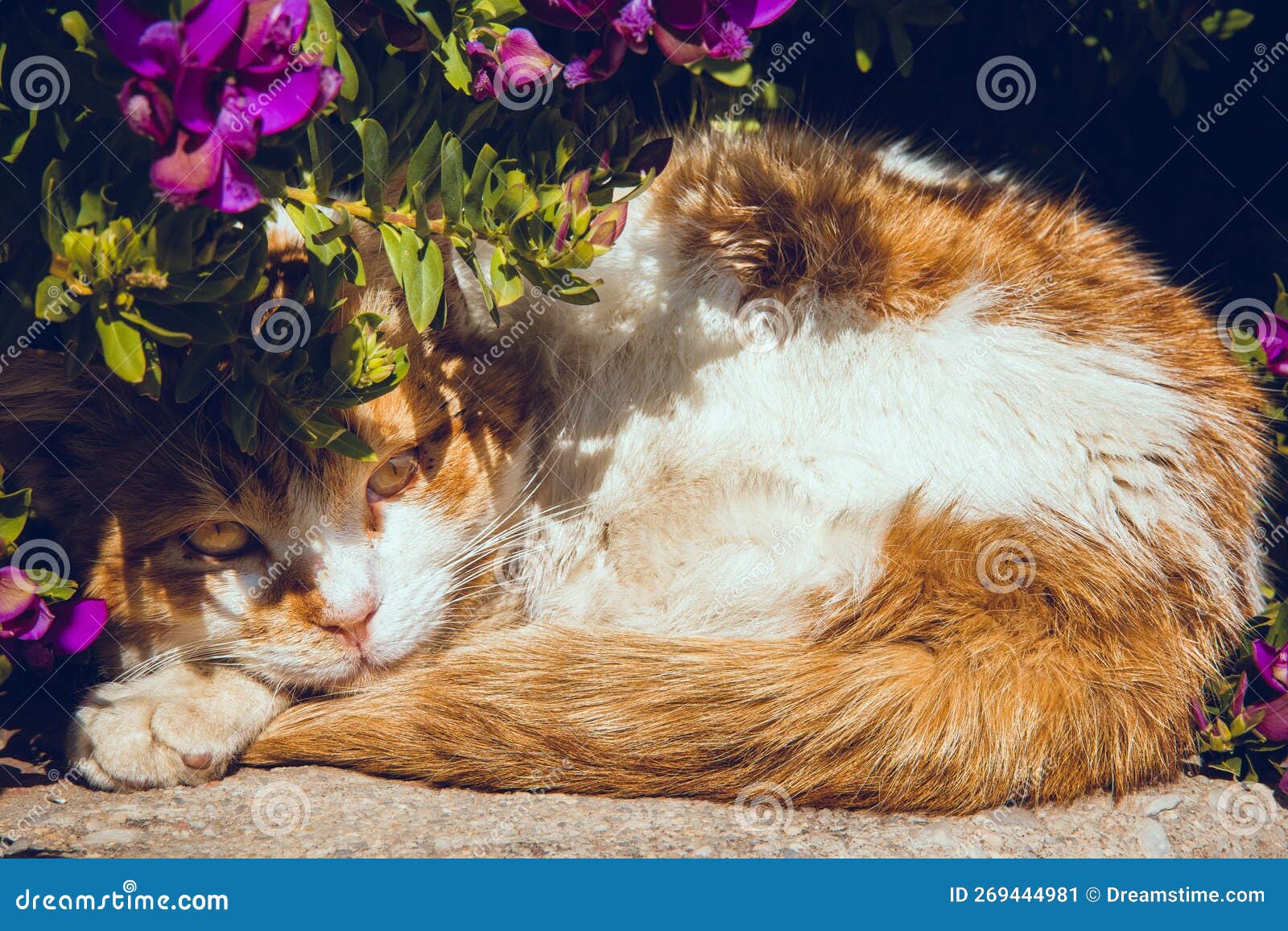 Ginger Cat Sleeping in the Sun Stock Image - Image of sleeping, animal ...