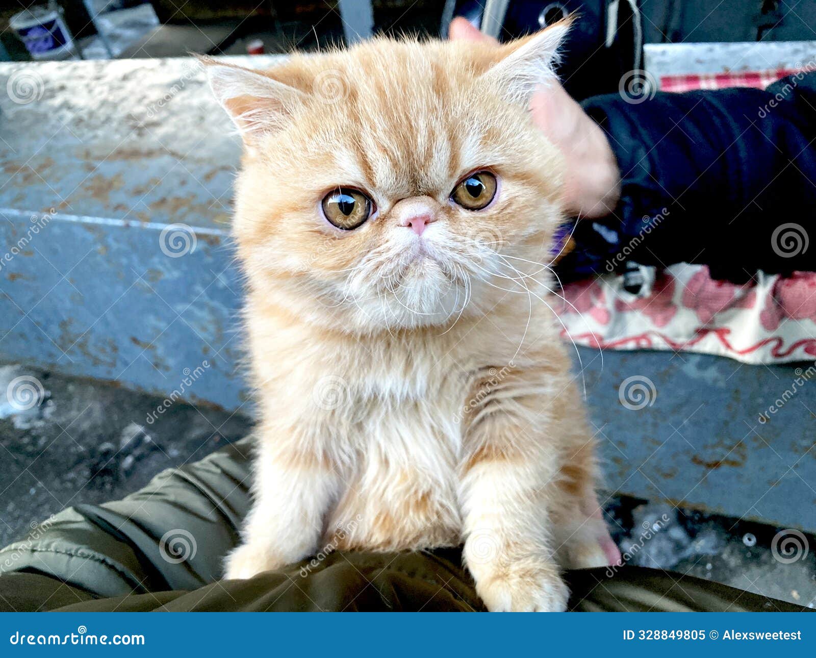 Ginger Cat with a Small Nose Stock Image - Image of wildcat, mammal ...