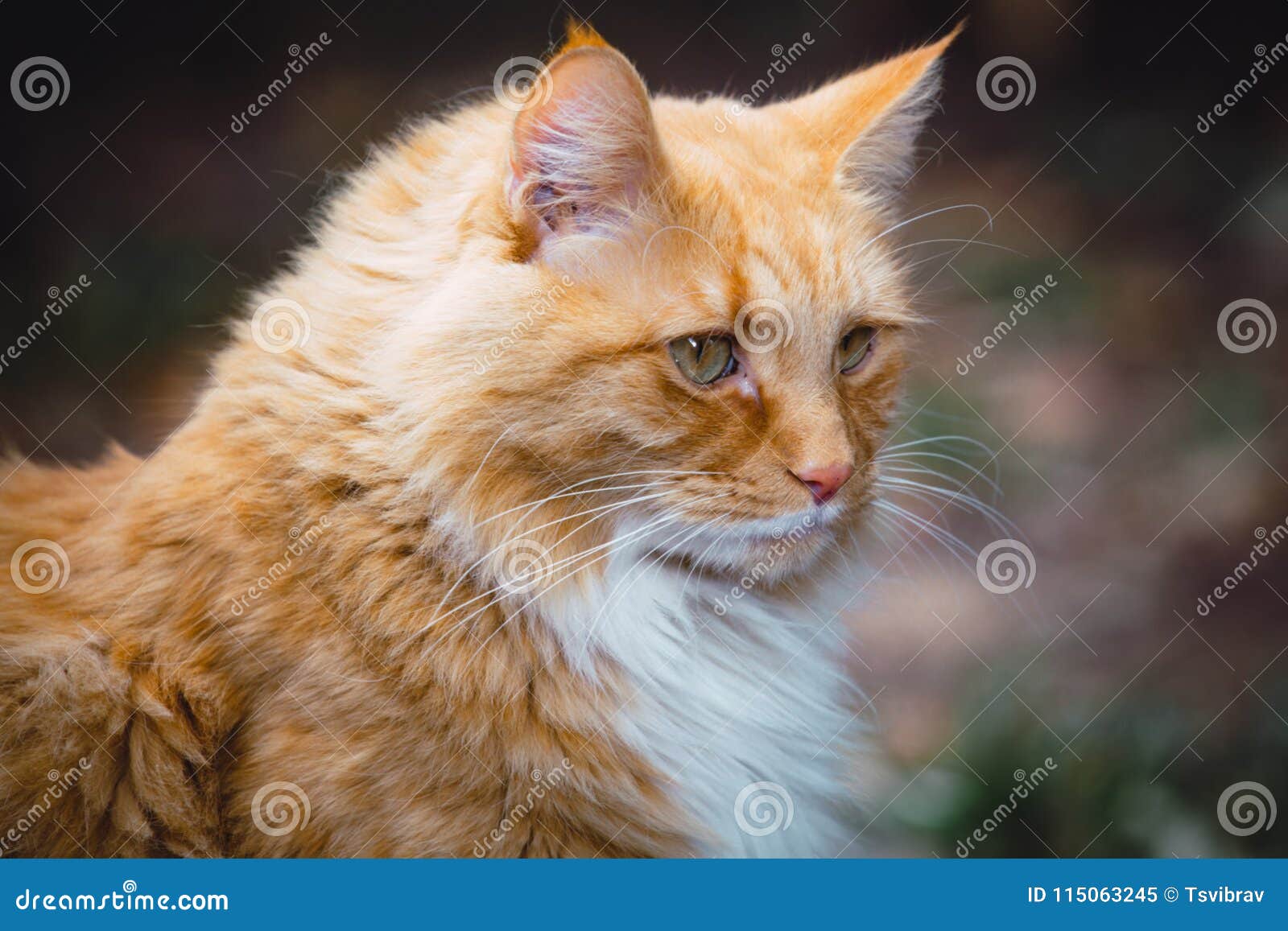 Ginger Mustache Stock Photos - Download 1,227 Royalty Free Photos