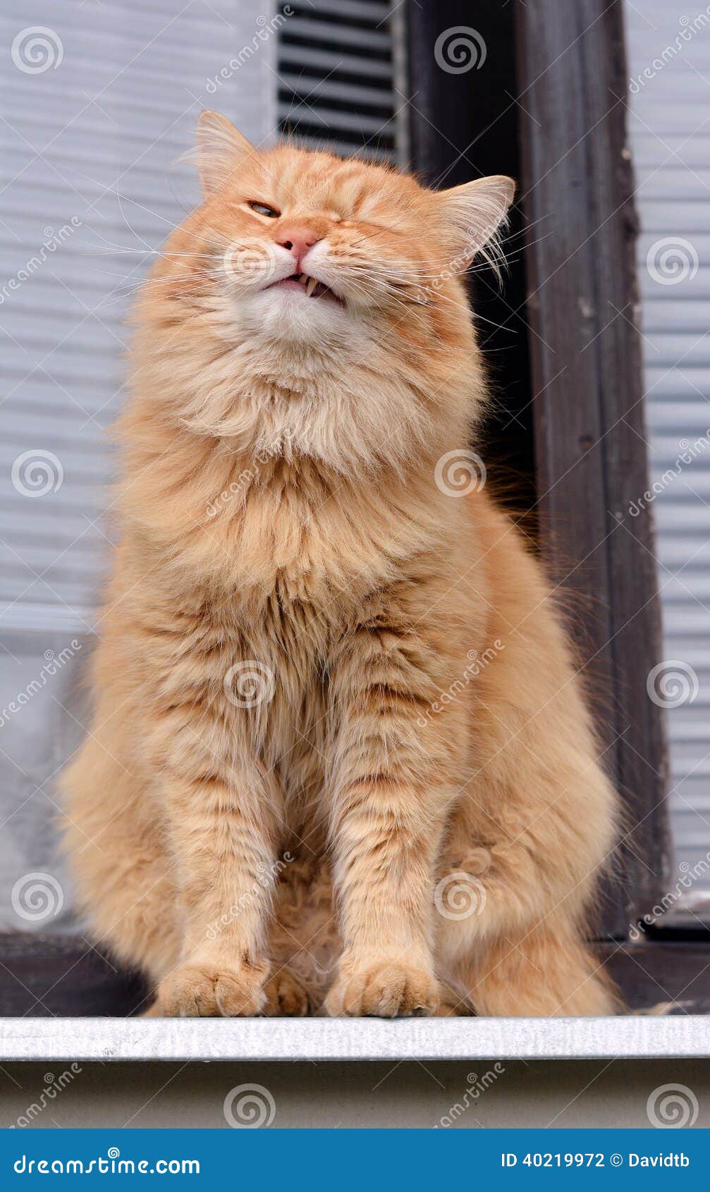 Ginger Cat Smiles on the Balcony Stock Photo - Image of smile, ginger ...