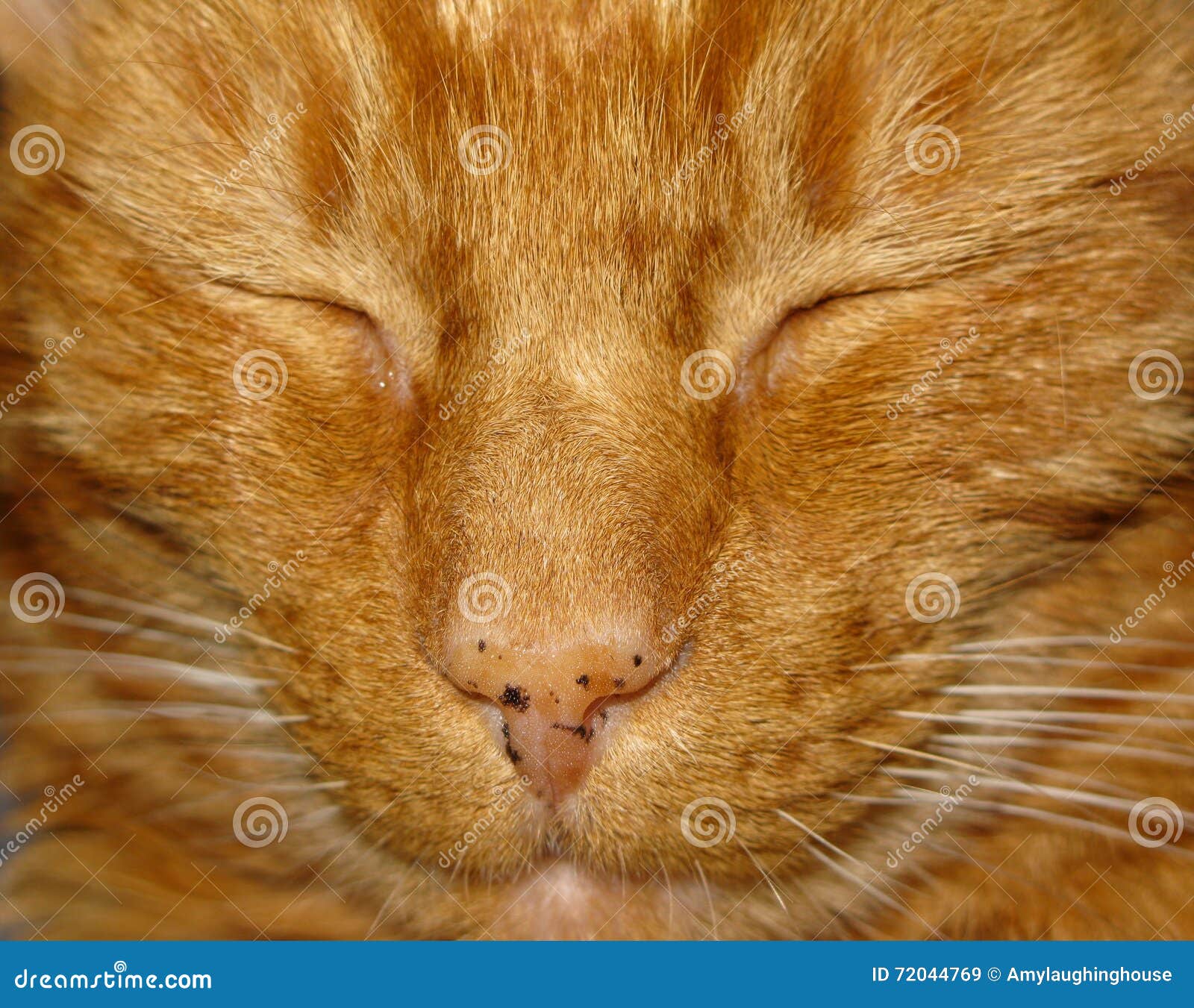 Ginger cat smiling closeup stock image. Image of love - 72044769