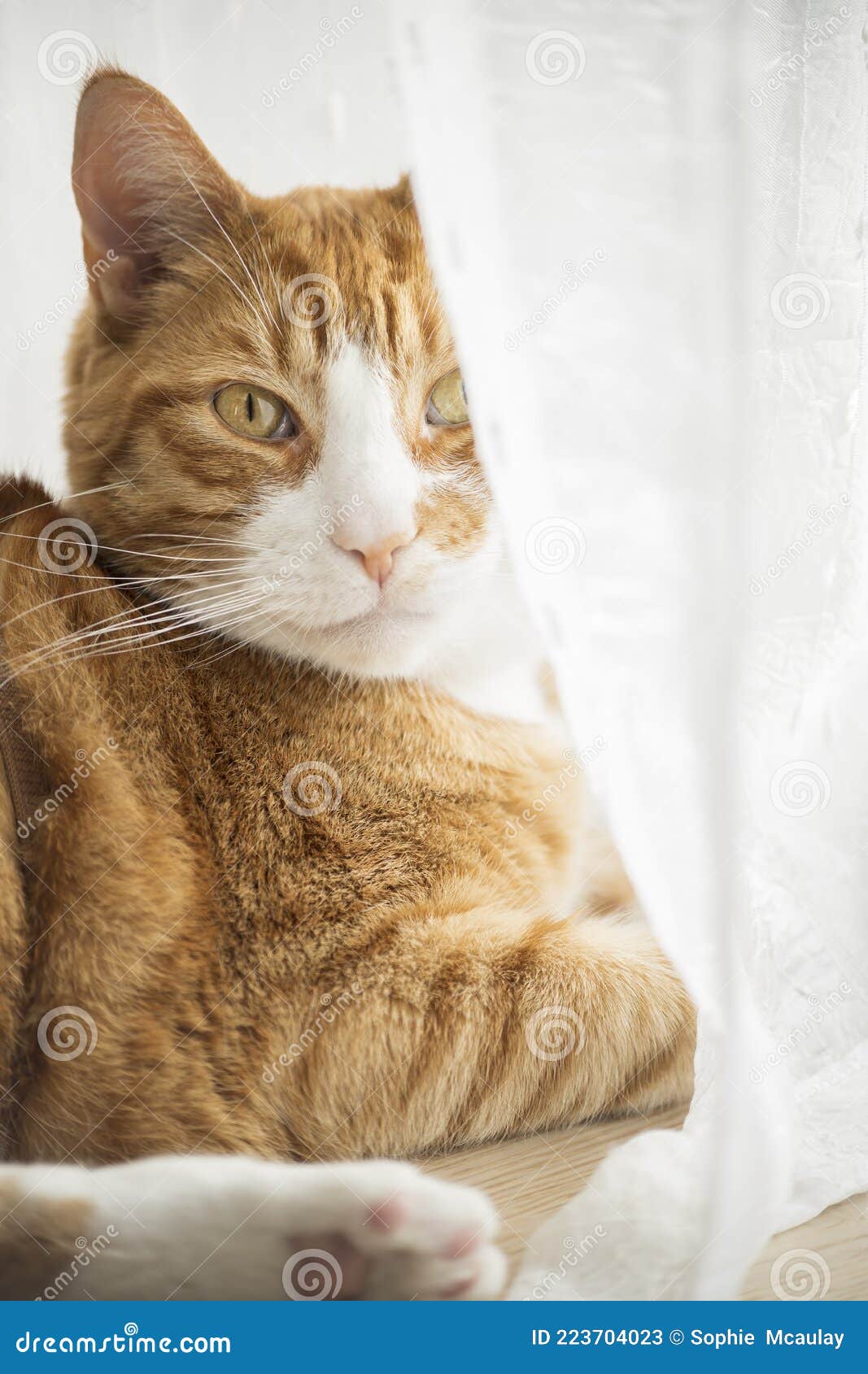 Ginger Cat Staring at Camera Stock Image - Image of furry, breed: 223704023