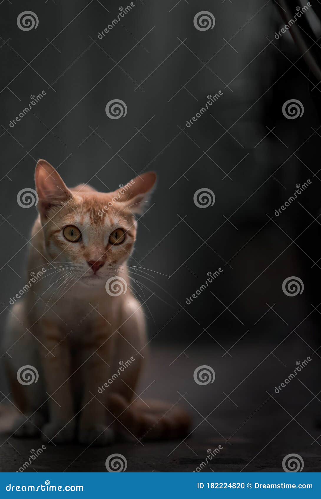 Ginger Cat Staring with Wide Eyes. Stock Photo - Image of gaze, sitting ...