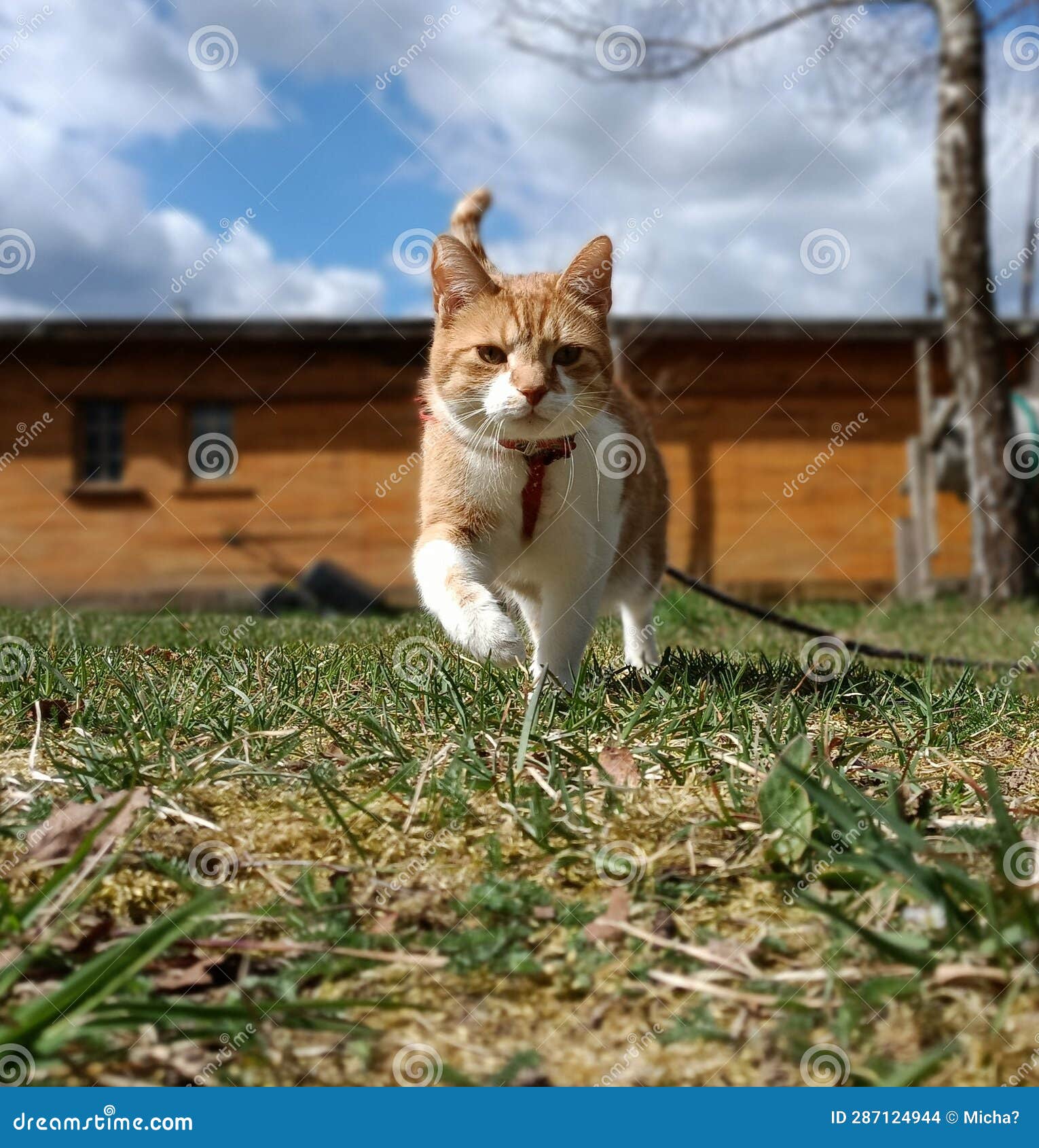 The Ginger Cat Starts Hunting and is Very Focused Stock Photo - Image ...