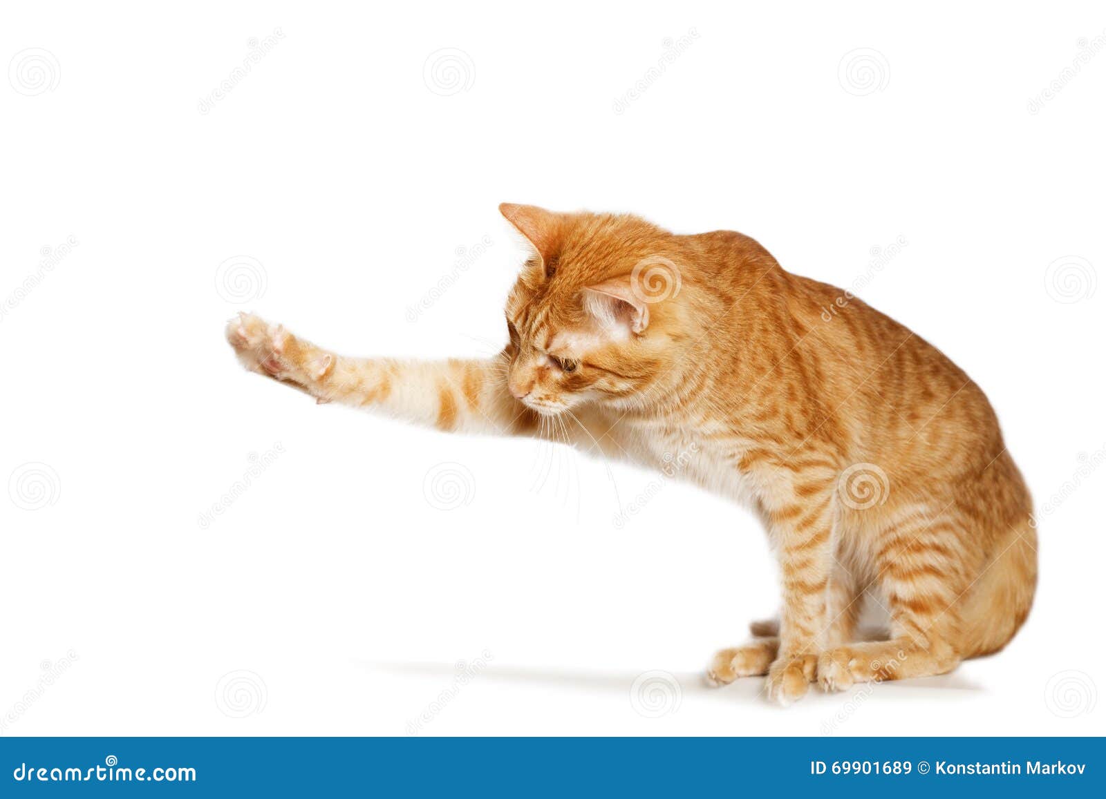 Ginger Cat Stretches Out His Paw Stock Image - Image of nature, young ...