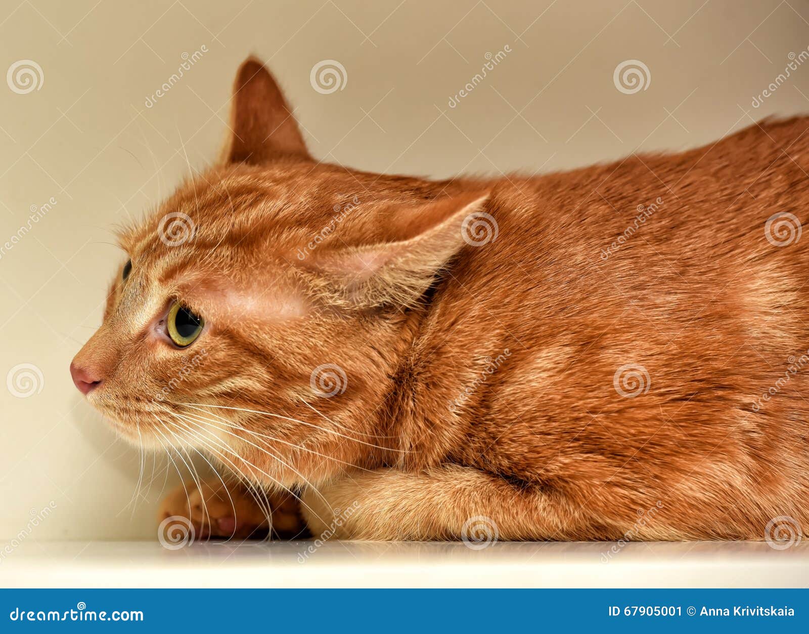 Ginger cat stock image. Image of color, adorable, kitty - 67905001