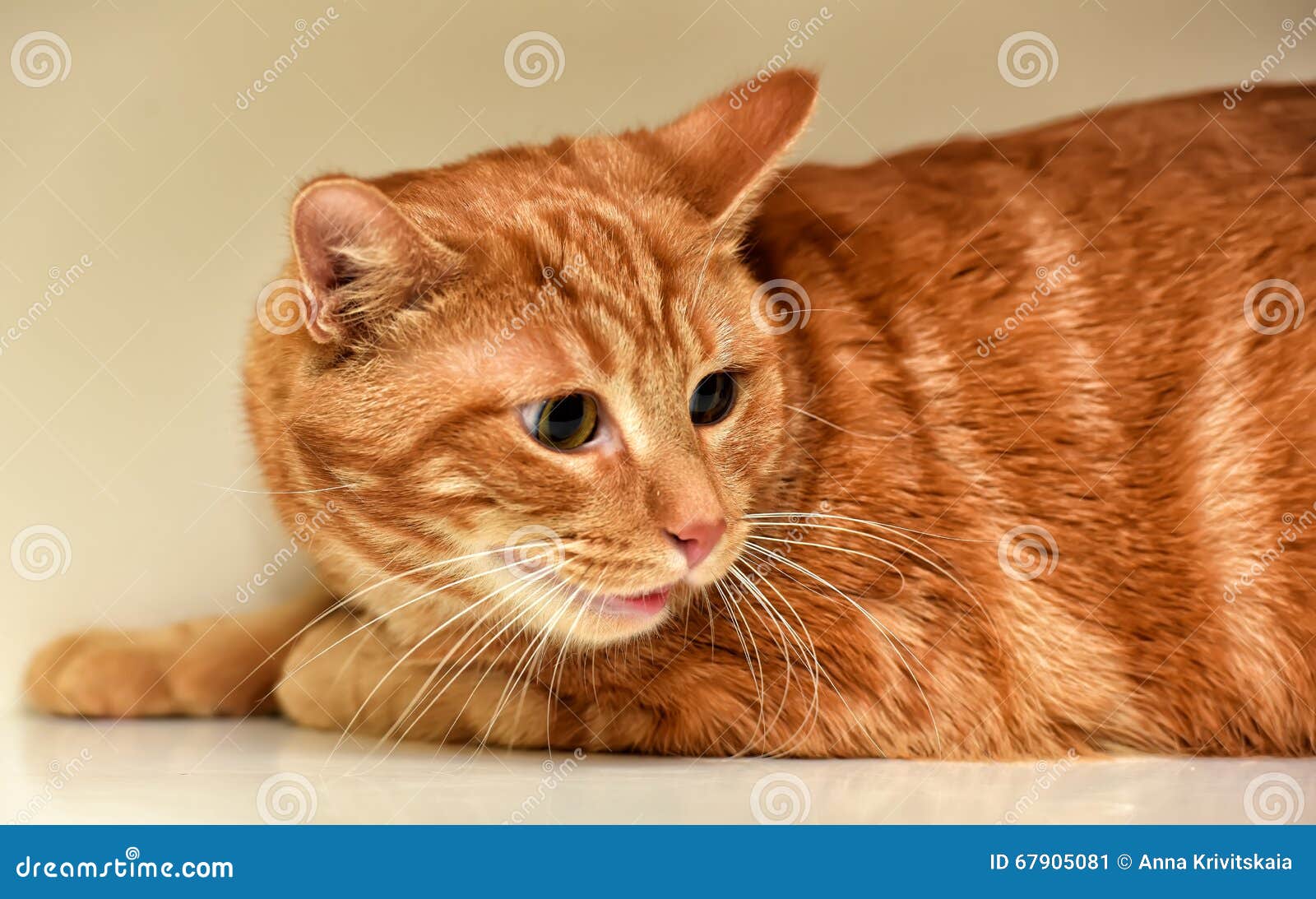 Ginger cat stock image. Image of cute, color, curious - 67905081