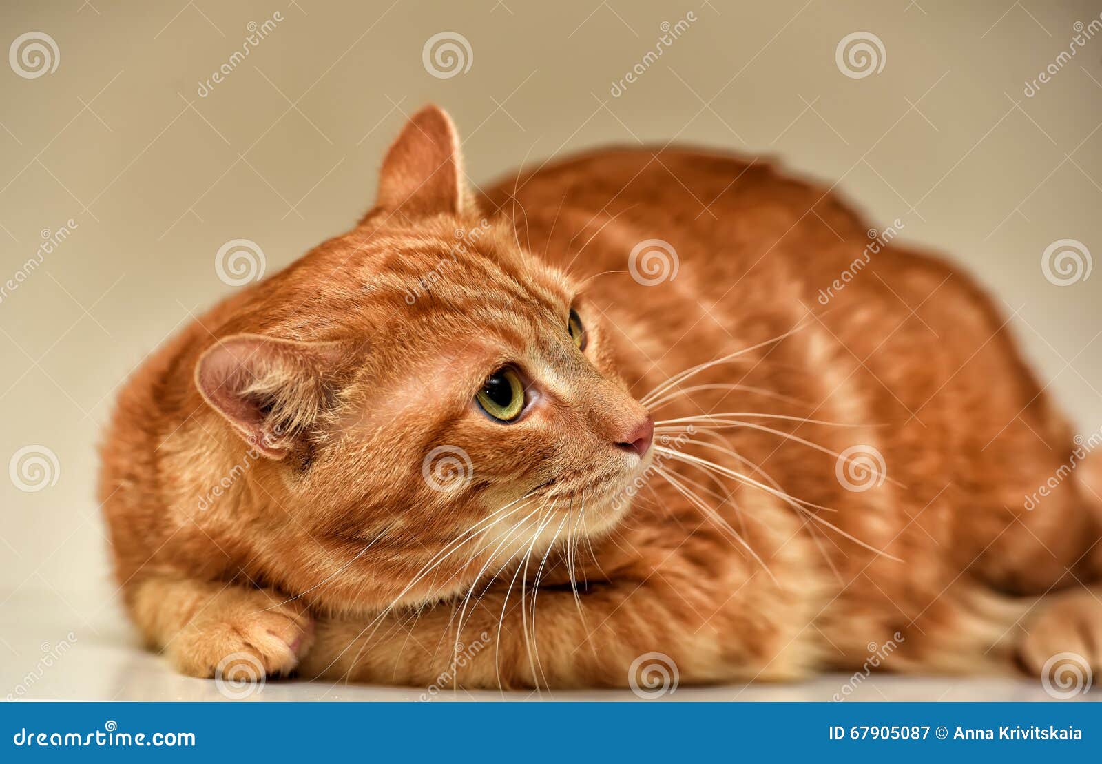 Ginger cat stock image. Image of love, feline, face, anticipating ...
