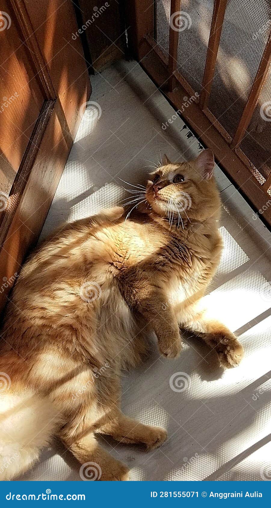 A Ginger Cat is Sunbathing on a Good Day Stock Image - Image of pets ...