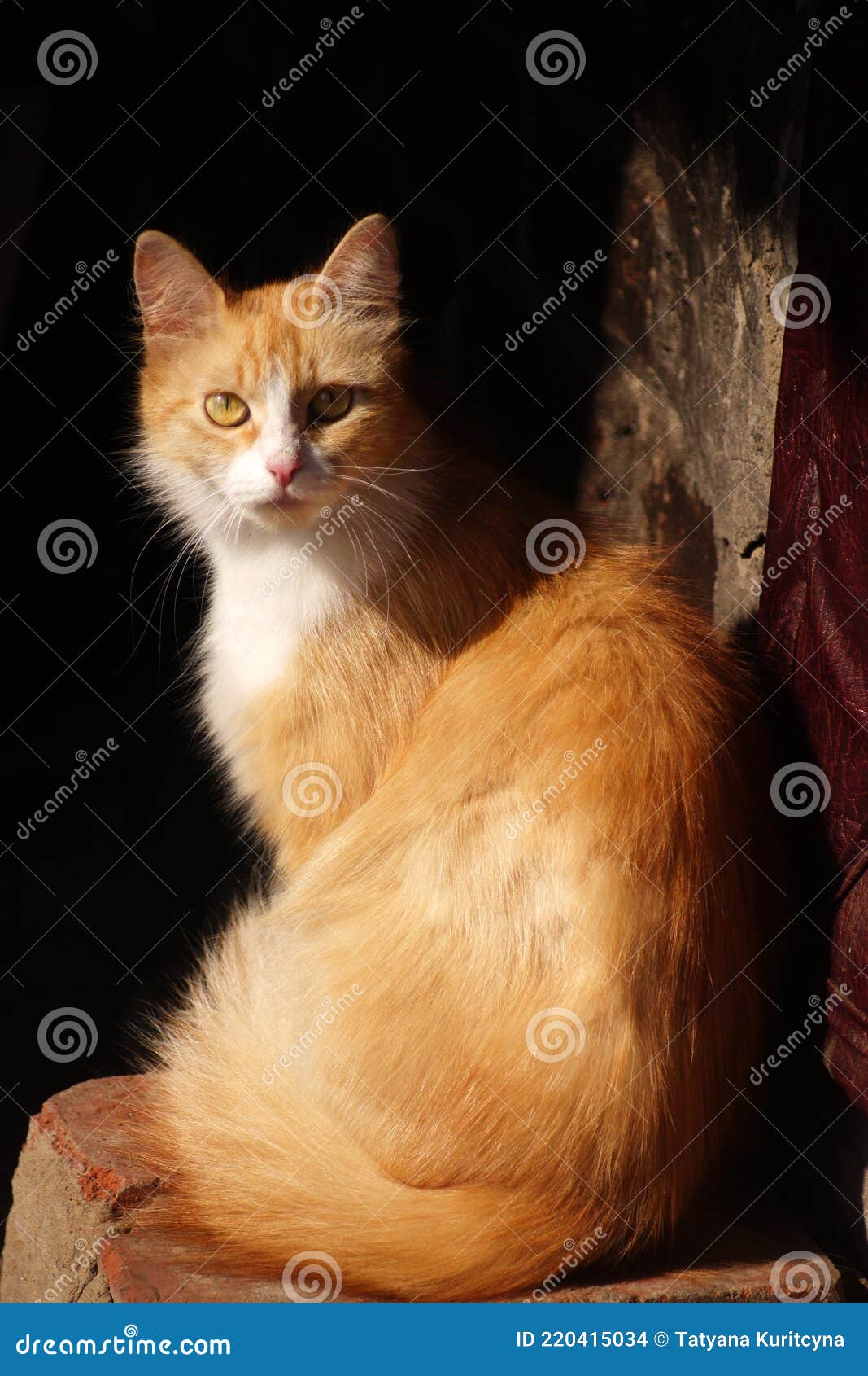 Ginger cat in sunlight stock photo. Image of natural - 220415034