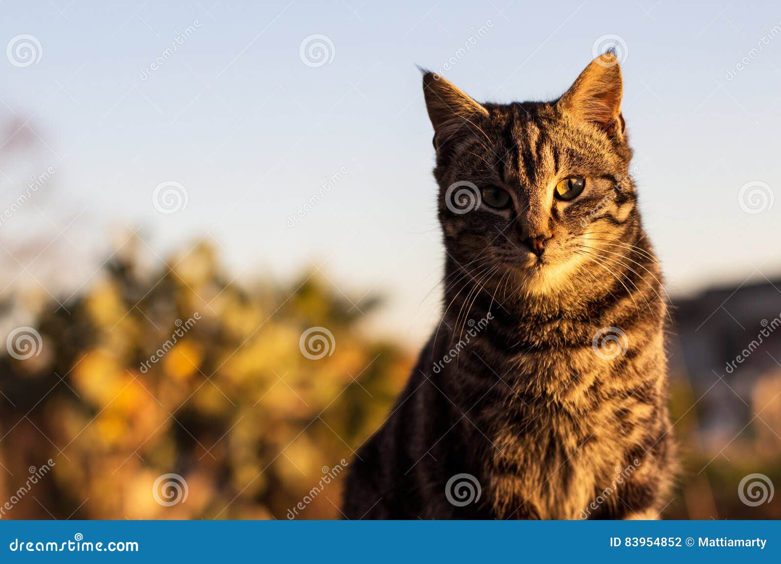 Ginger cat at sunset stock photo. Image of natural, night - 83954852