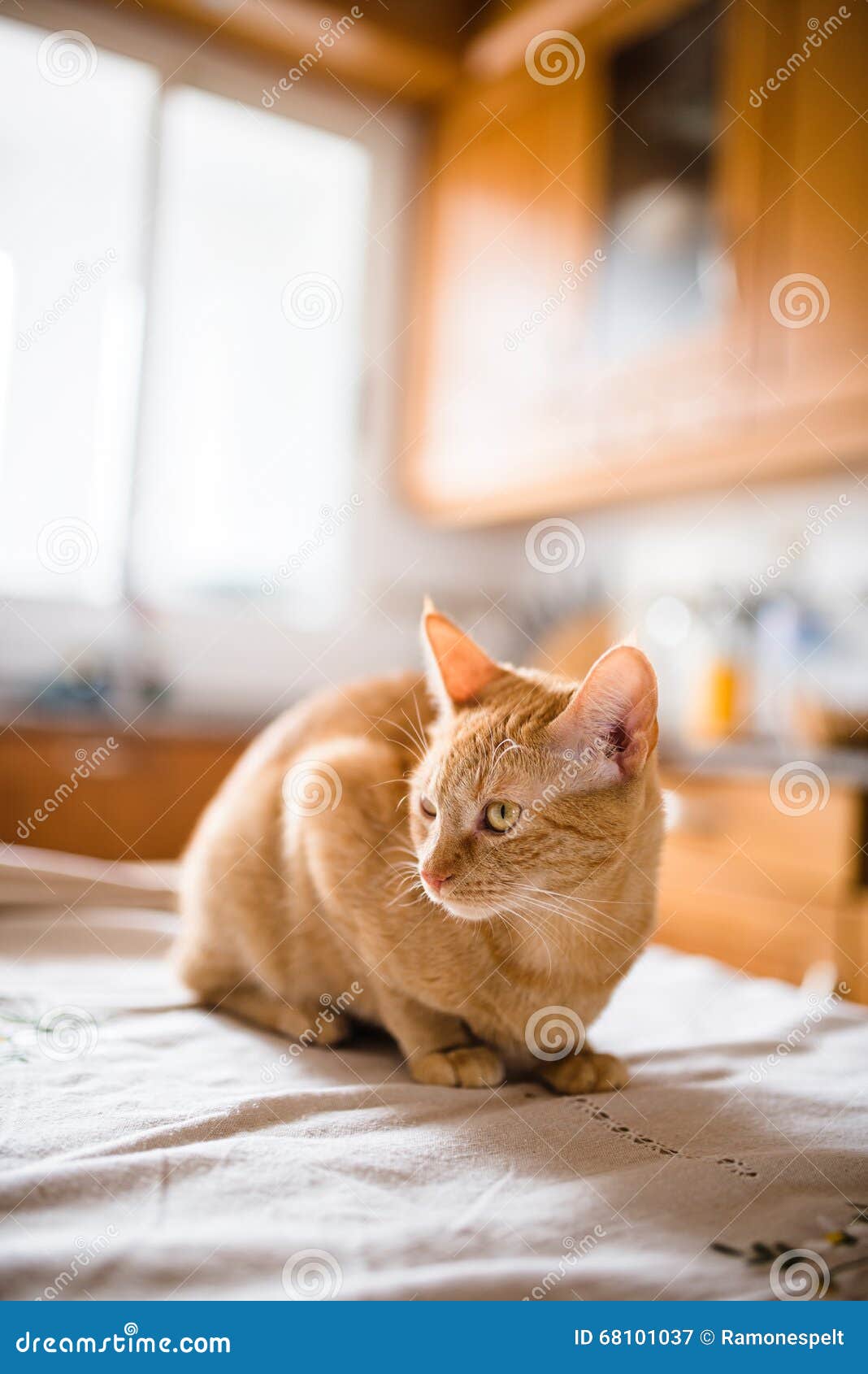 Ginger Cat on the Table of the Kitchen Stock Image - Image of ...