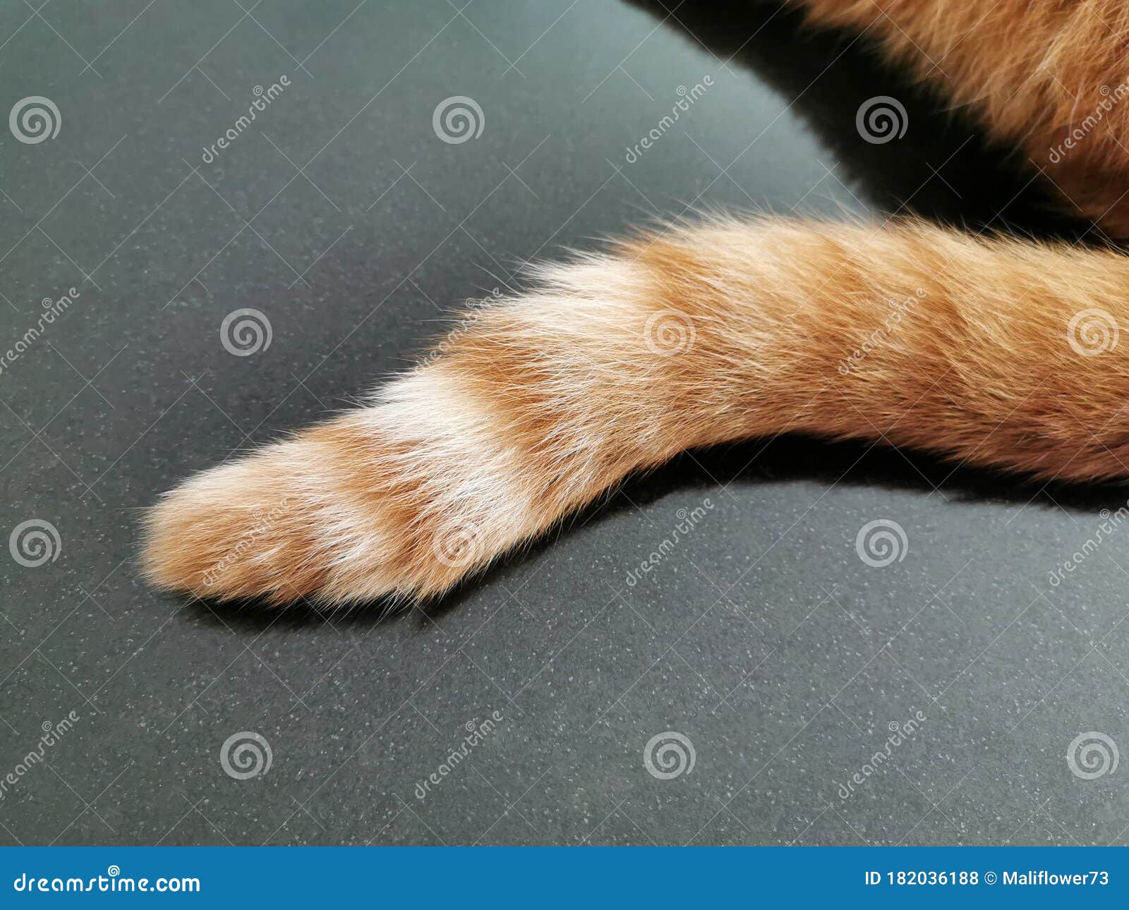 Ginger Cat Tail with Copy Space. Selective Focus Stock Photo - Image of ...