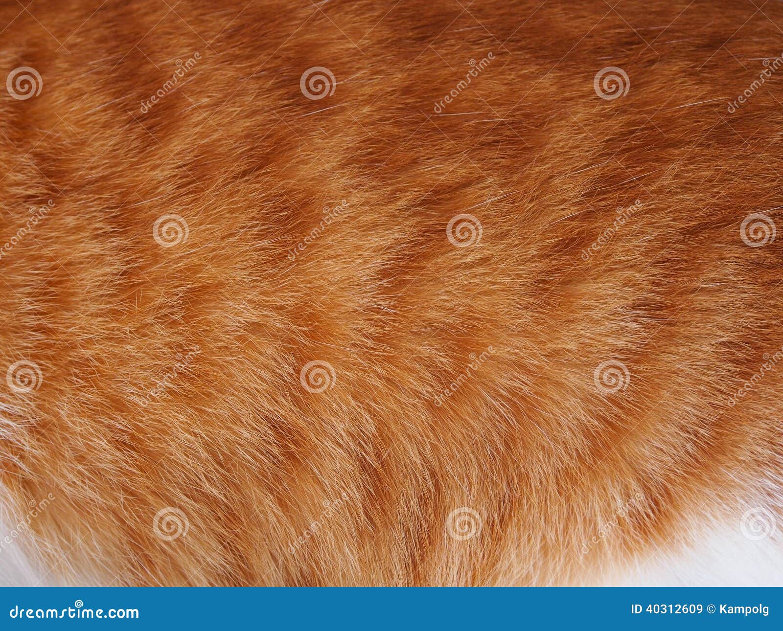 Ginger cat texture stock image. Image of male, kitty - 40312609