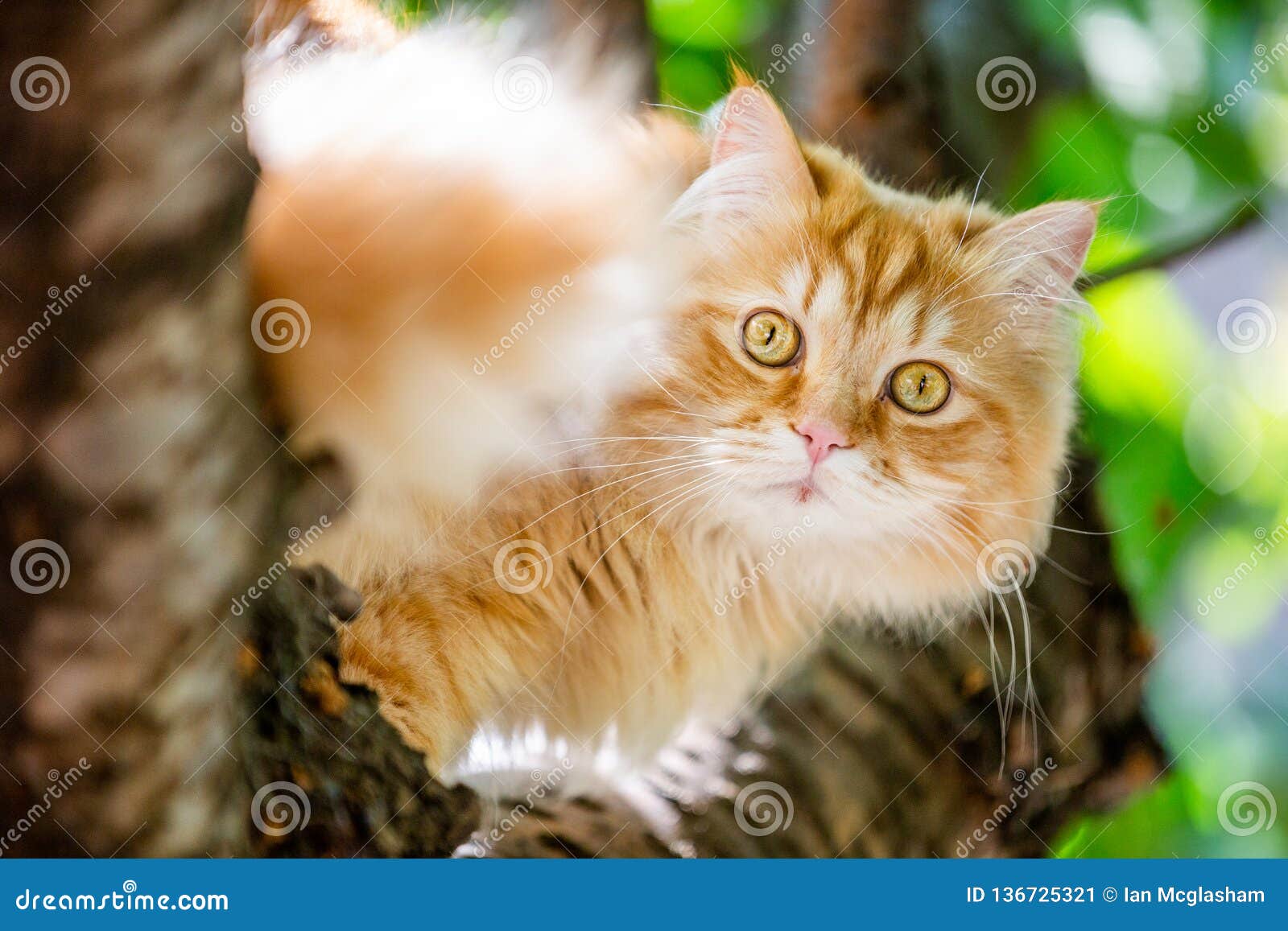 Ginger cat in a tree stock image. Image of haired, beautiful - 136725321