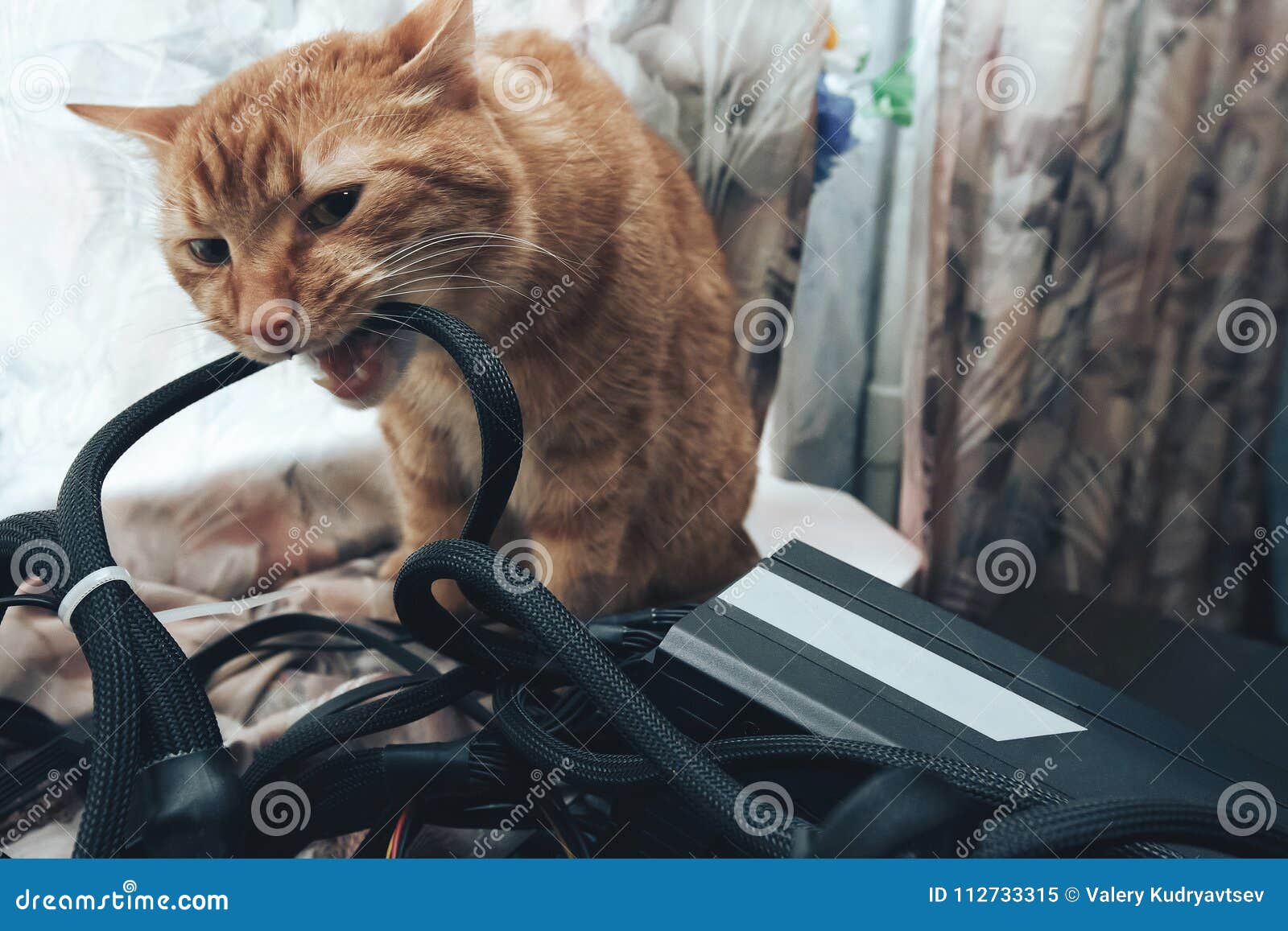Ginger Cat Bite the Wires stock image. Image of attractive - 112733315