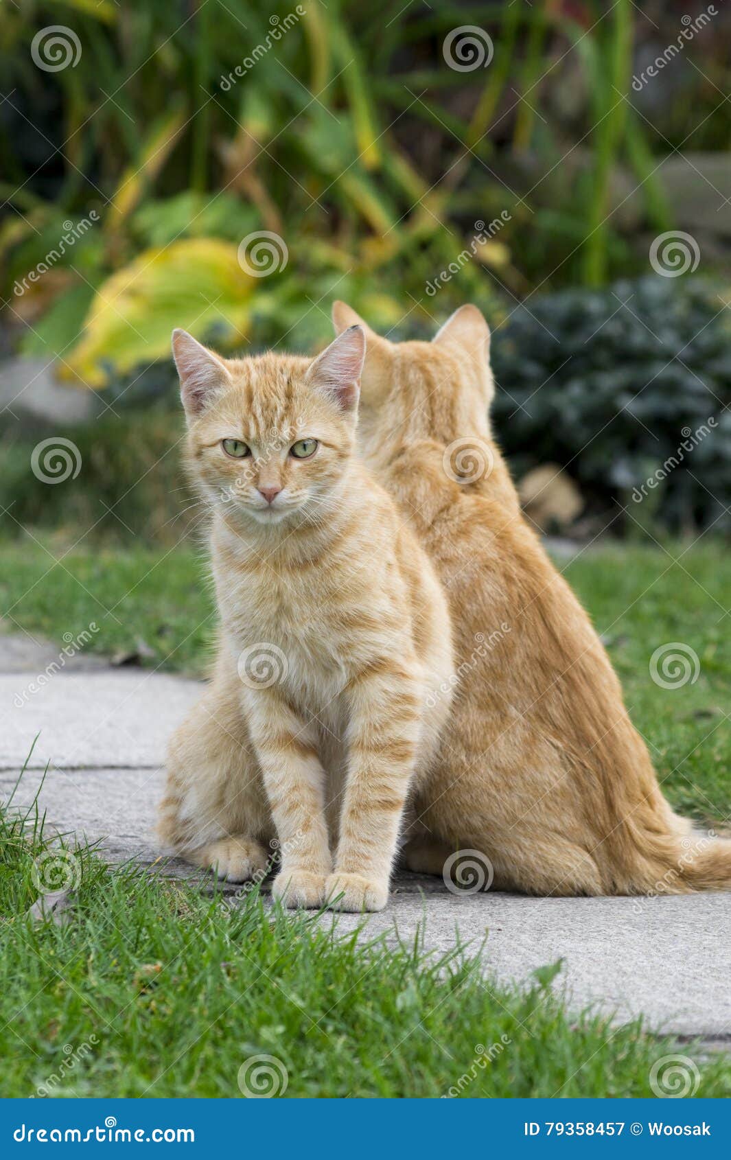 Ginger cat twins stock image. Image of looking, orange - 79358457