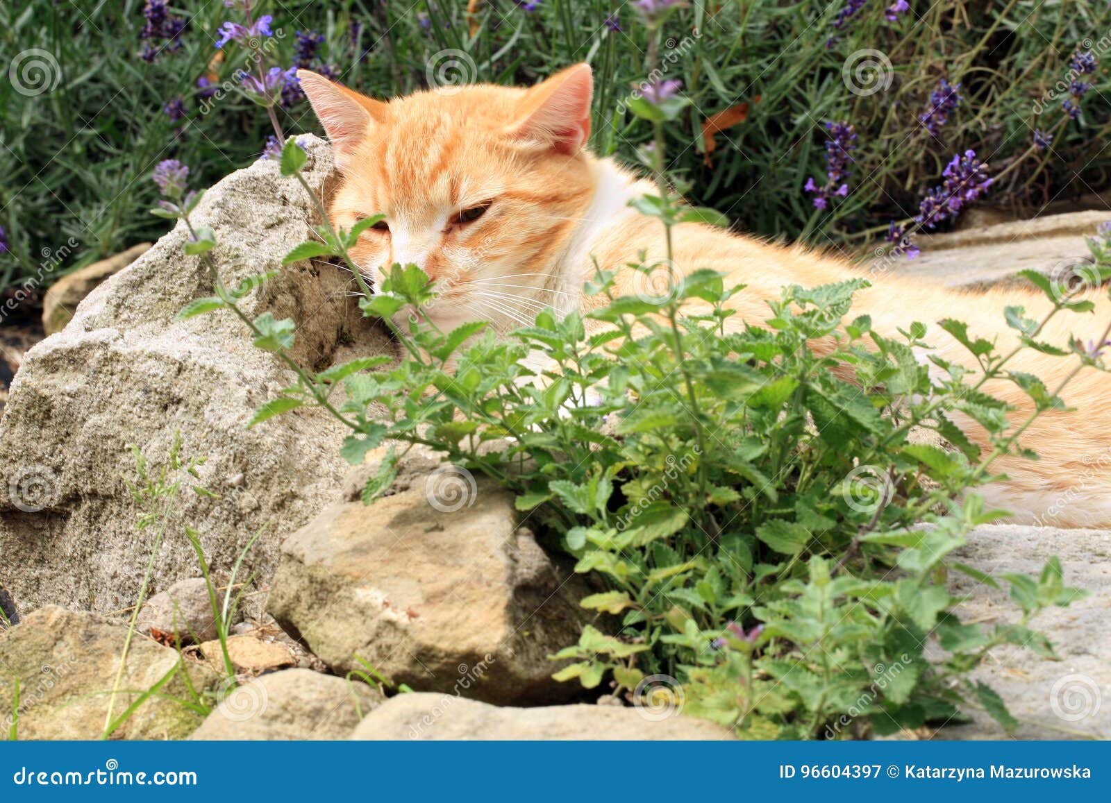 Ginger Cat Under the Influence of Catnip. Stock Image - Image of growth ...