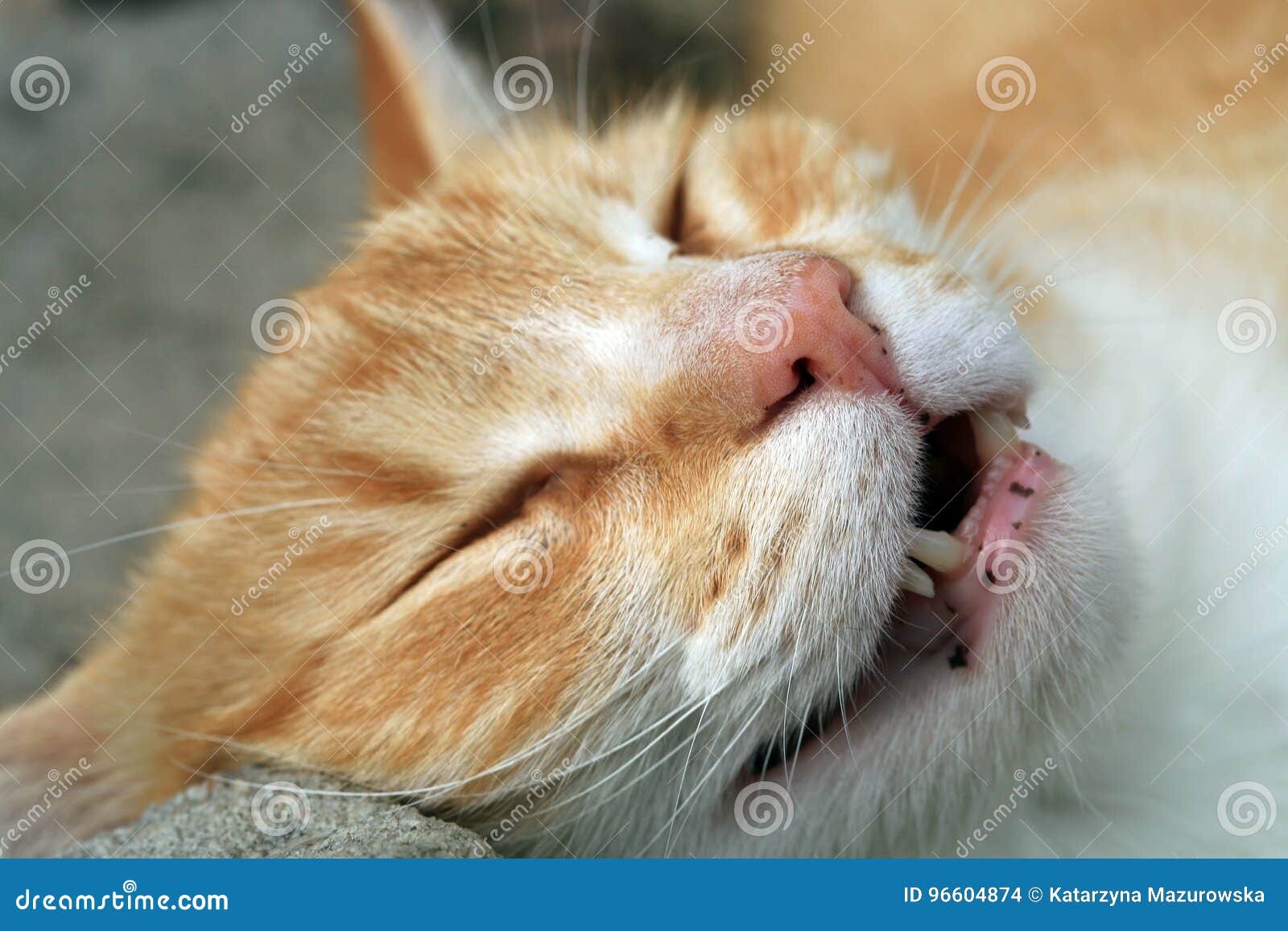 Ginger Cat Under the Influence of Catnip. Stock Photo - Image of ...