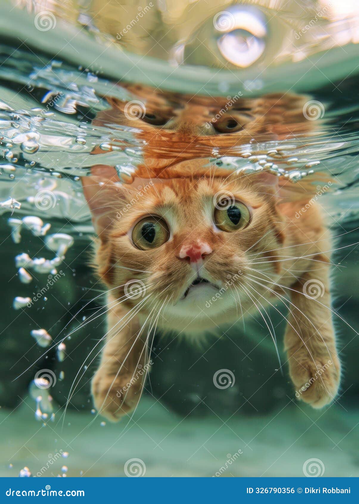 Ginger Cat Underwater, a Surprised Look Stock Illustration ...
