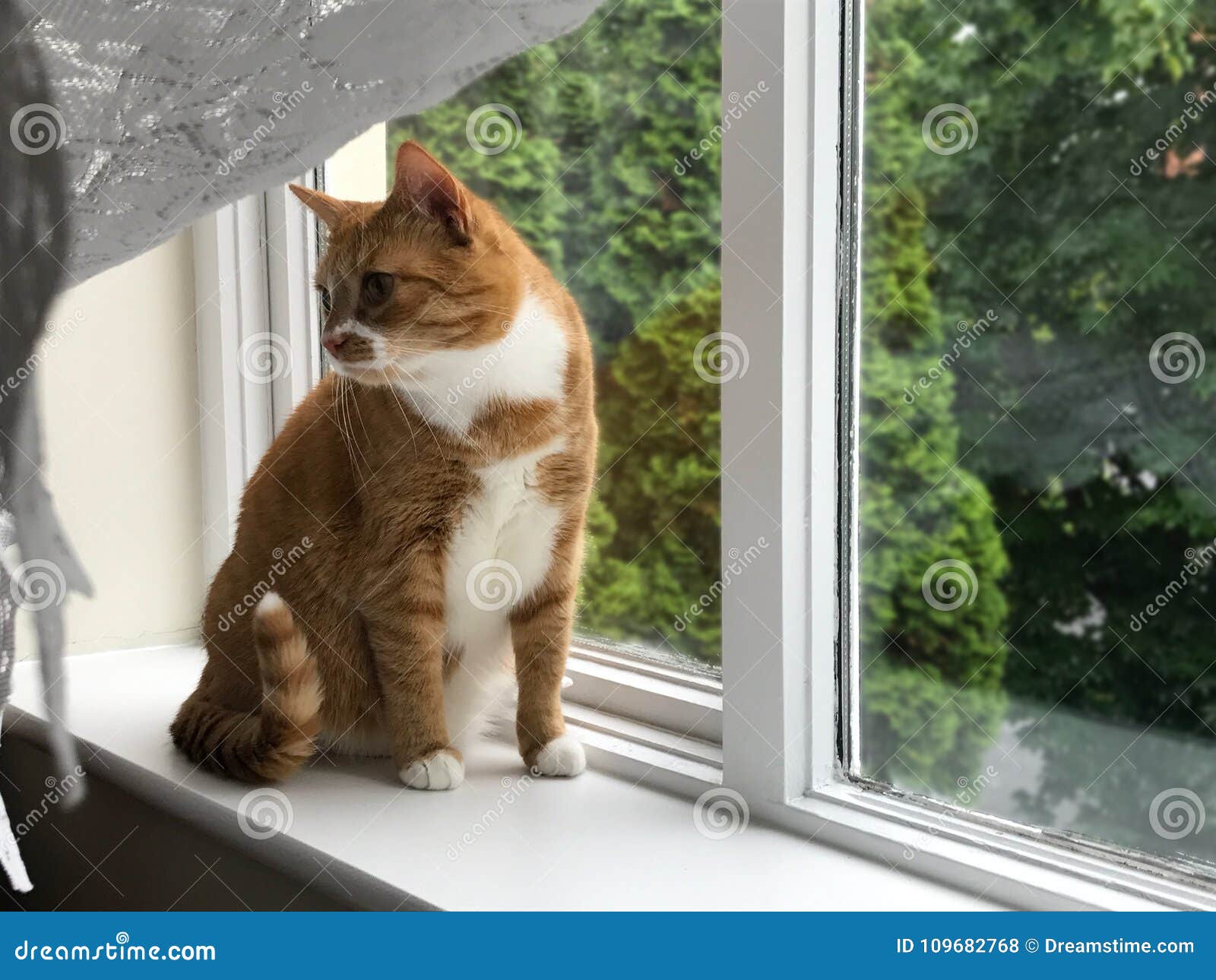 Ginger Cat Waiting by the Window Stock Photo - Image of kitty, skyline ...