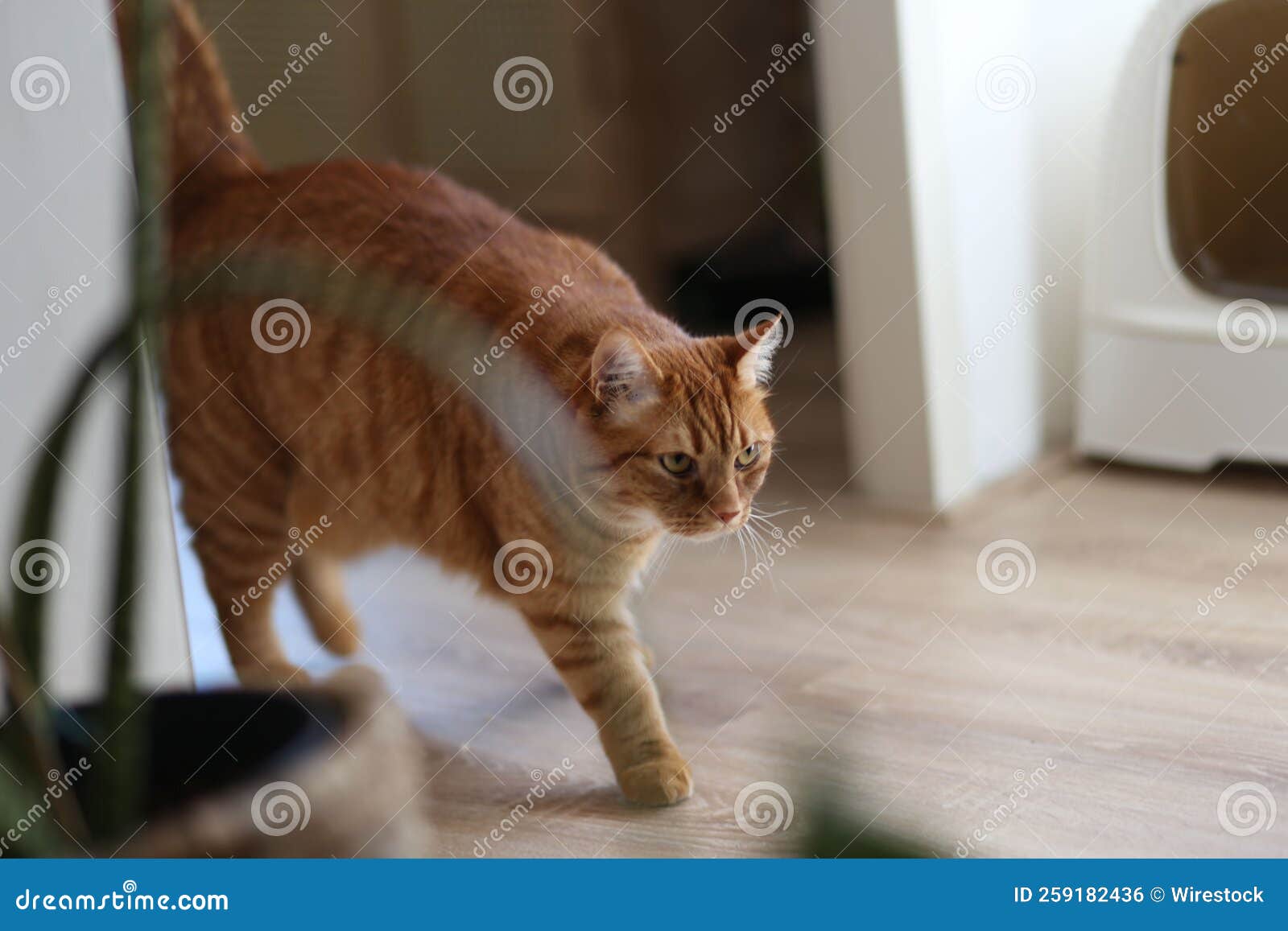 Ginger cat walking at home stock photo. Image of furry - 259182436