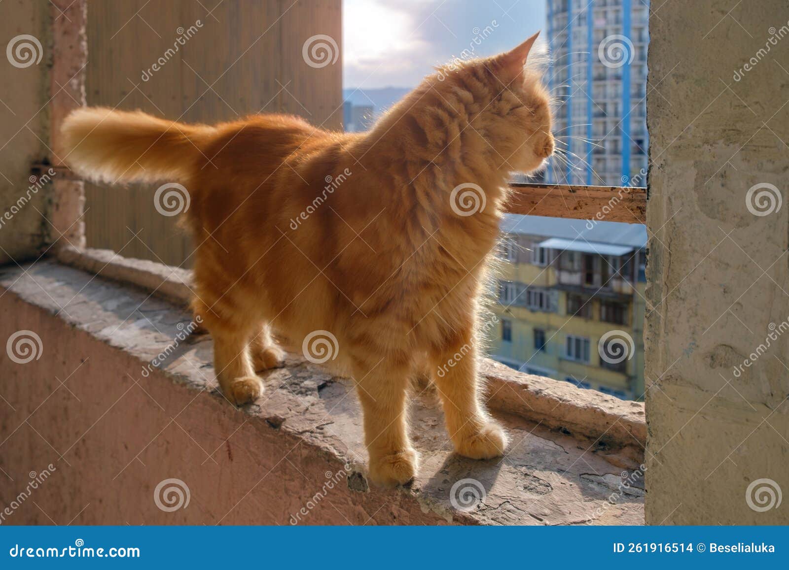 Ginger Cat is Wandering on the Windowsill Stock Photo - Image of fluffy ...