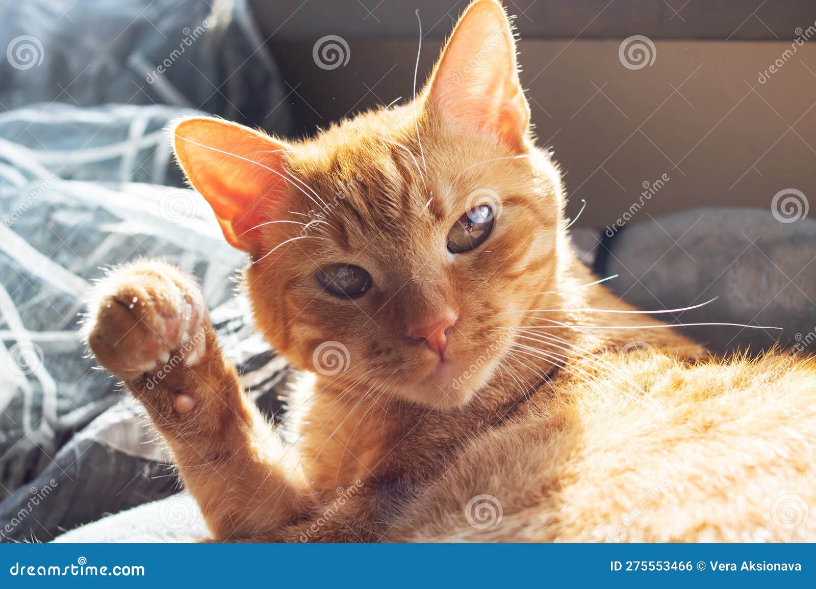 Ginger Cat Waving His Paw Close Up Stock Photo - Image of happy, feline ...