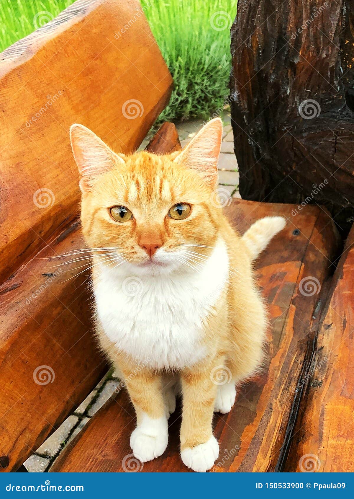 Ginger cat stock photo. Image of white, attention, ginger - 150533900