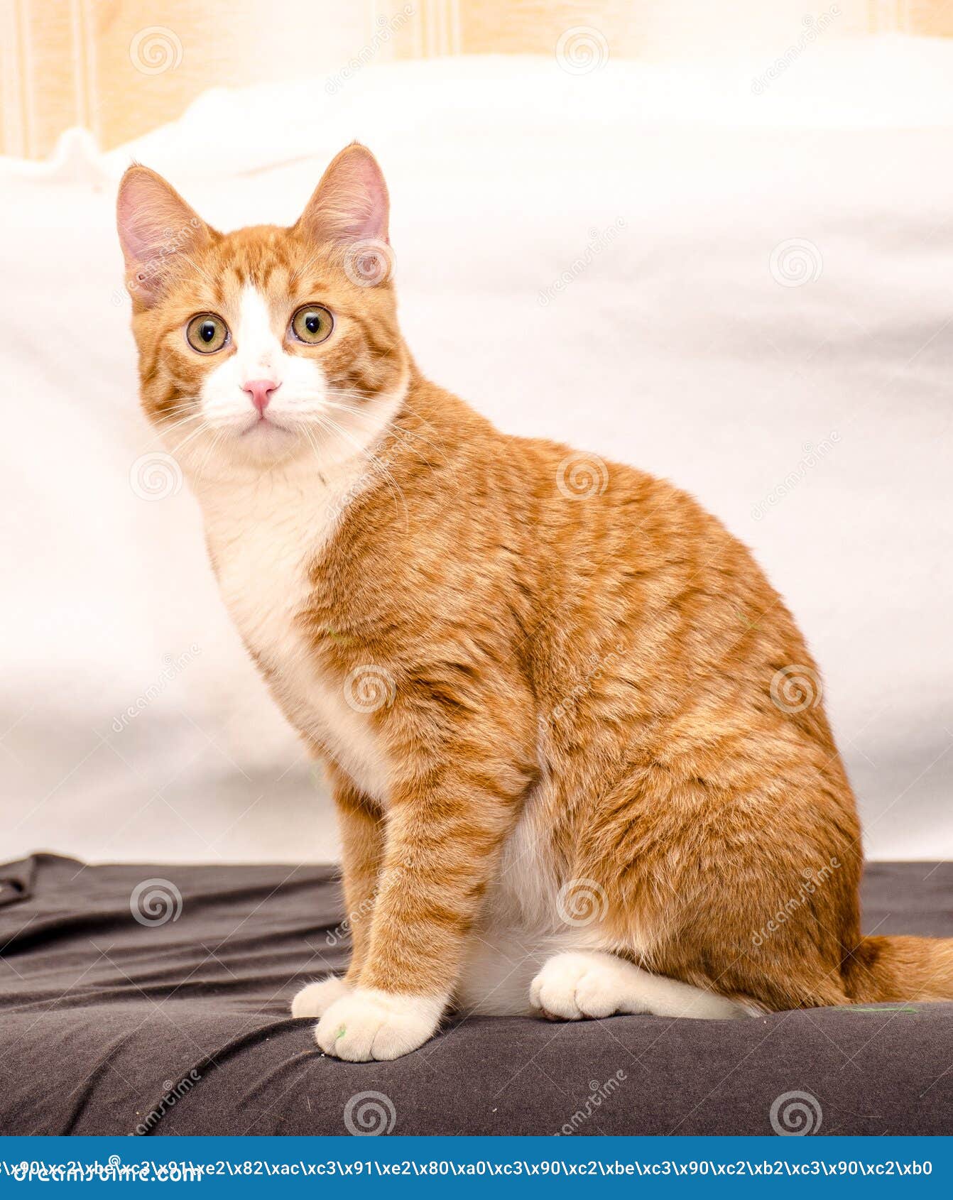 Ginger cat with white tie stock photo. Image of sitting - 83762030