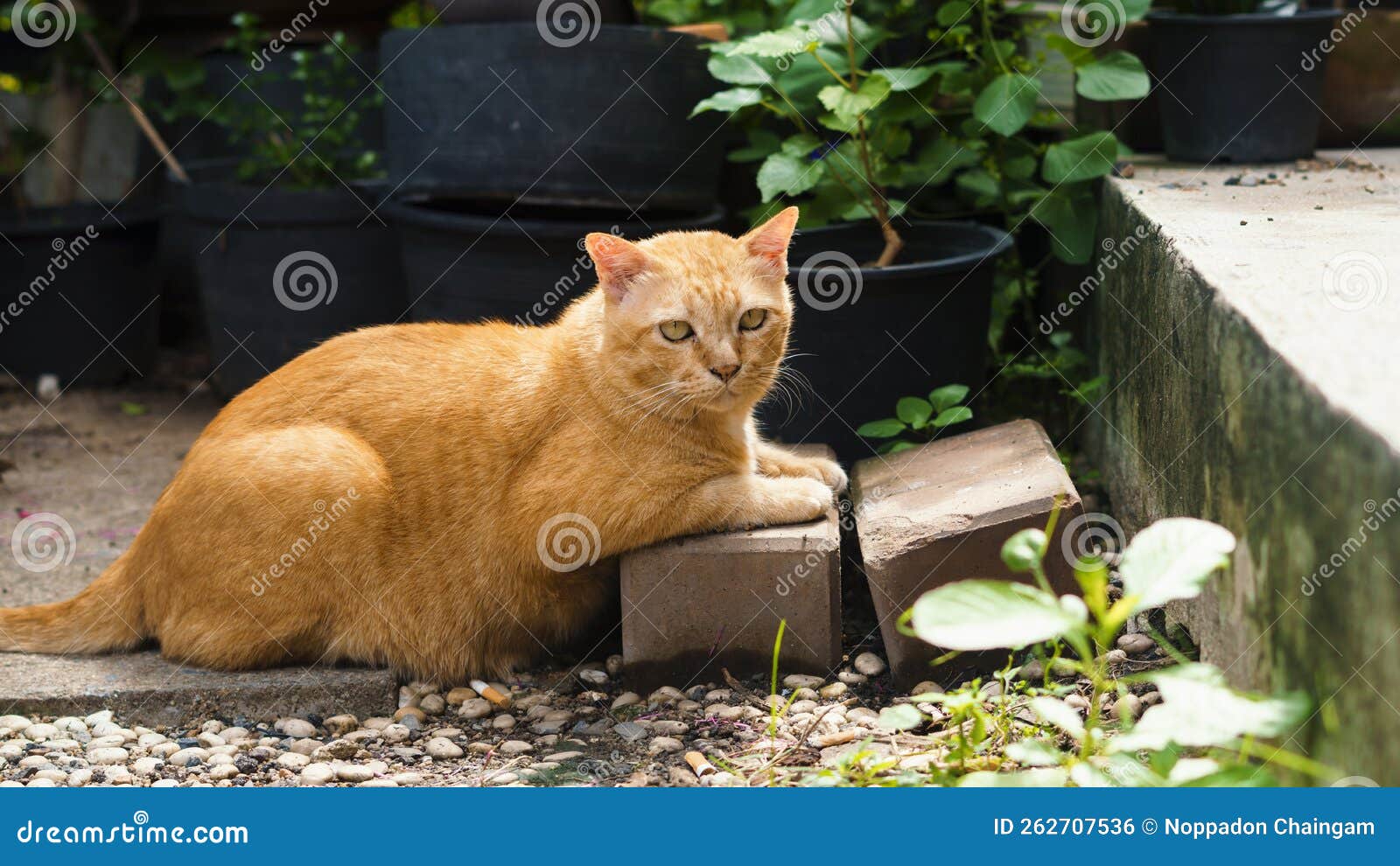 Ginger Cats, Calmly Guarding the Mat in the Garden. Stock Photo - Image ...