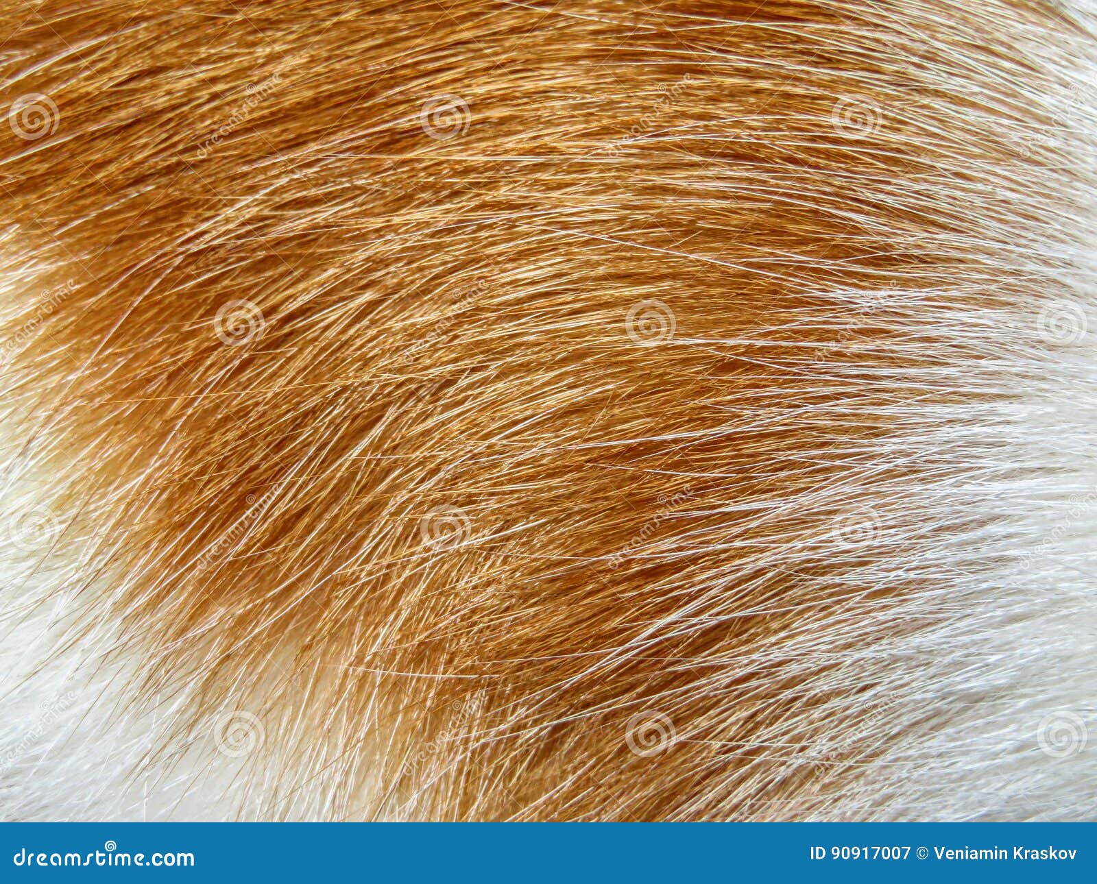 Ginger cats fur background stock image. Image of ginger - 90917007