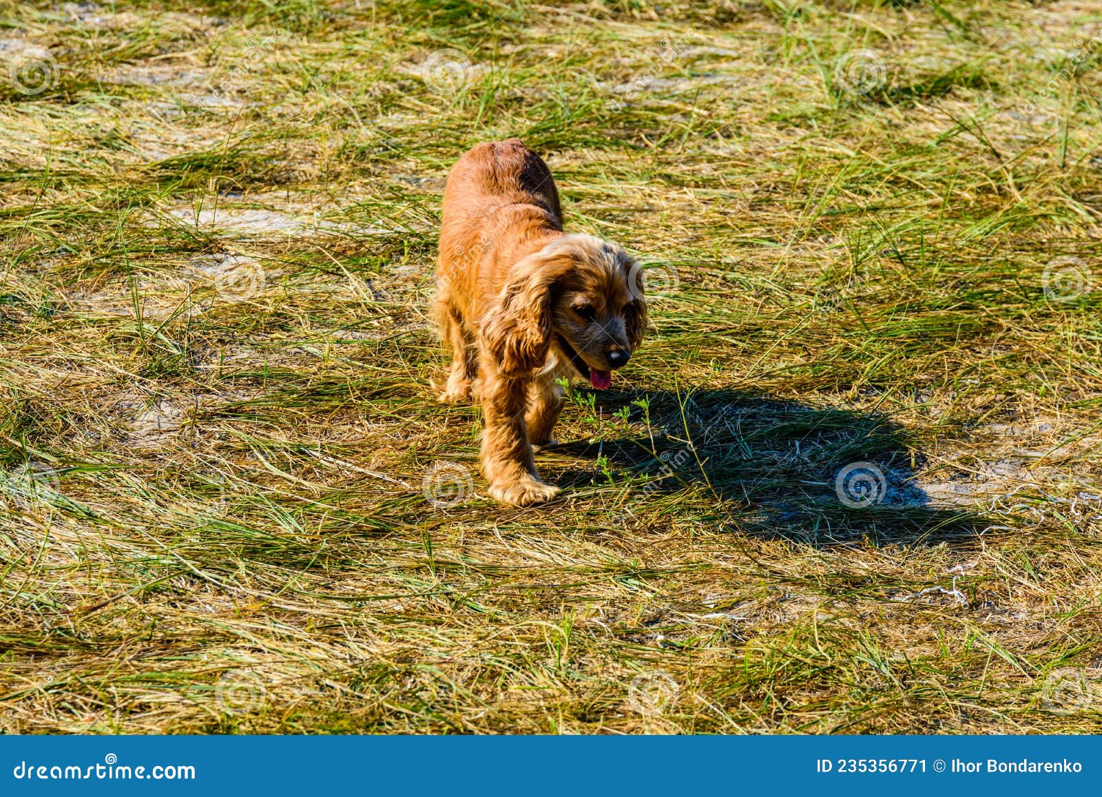 Ginger Cocker Spaniel Dog in a Green Grass Stock Image - Image of ...