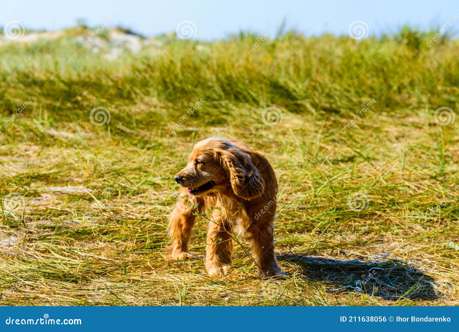 Ginger Cocker Spaniel Dog in a Green Grass Stock Photo - Image of cute ...