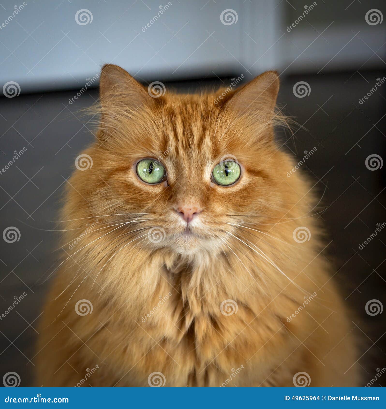 Ginger Colored Cat Staring at Viewer Stock Photo - Image of haired ...