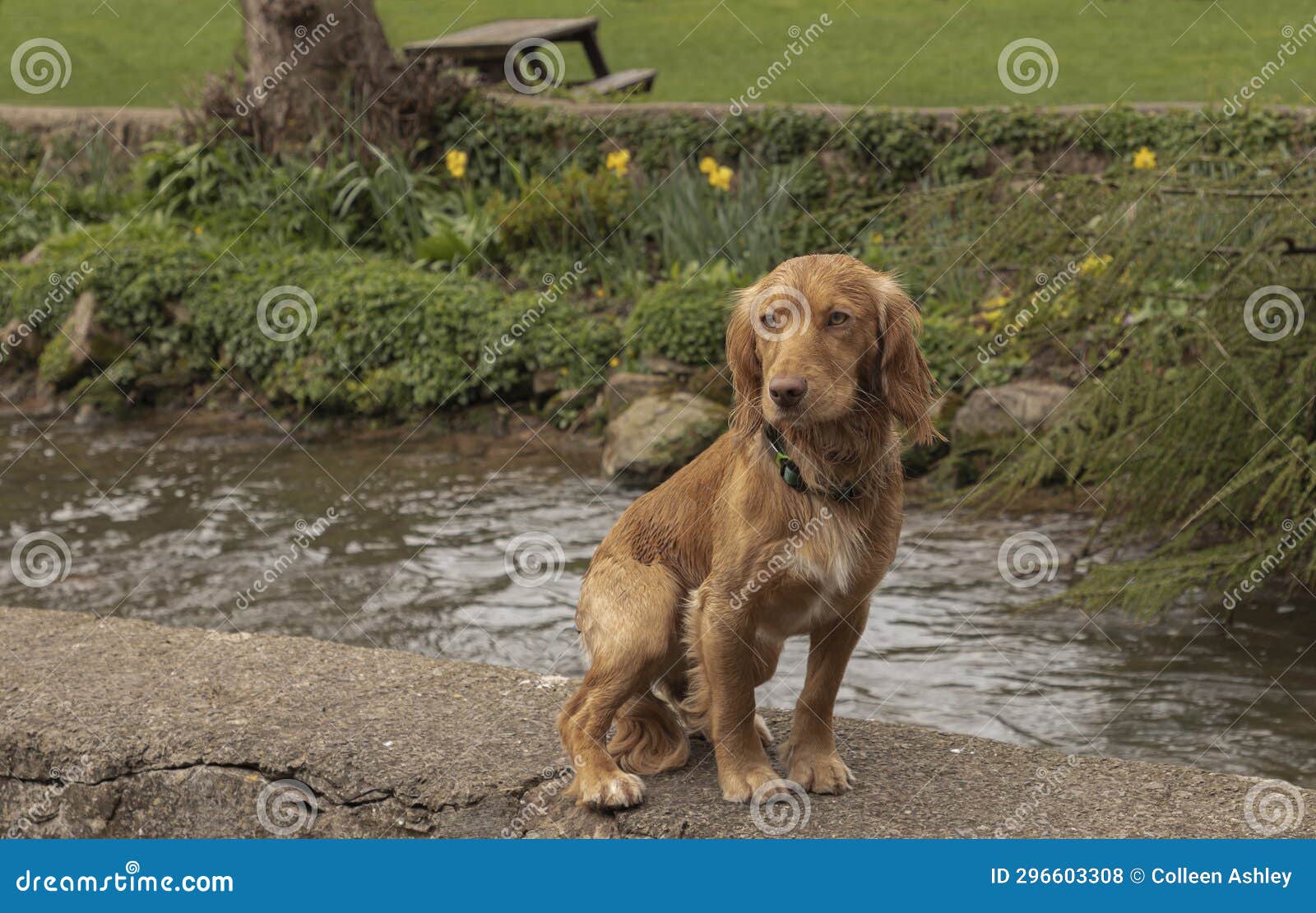 Ginger Coloured Working Cocker Spaniel Stock Photo - Image of young ...