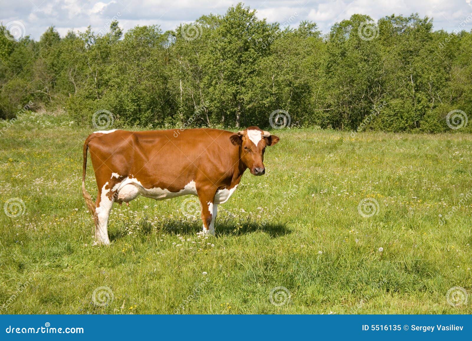 Ginger cow stock image. Image of brown, pasture, sunny - 5516135
