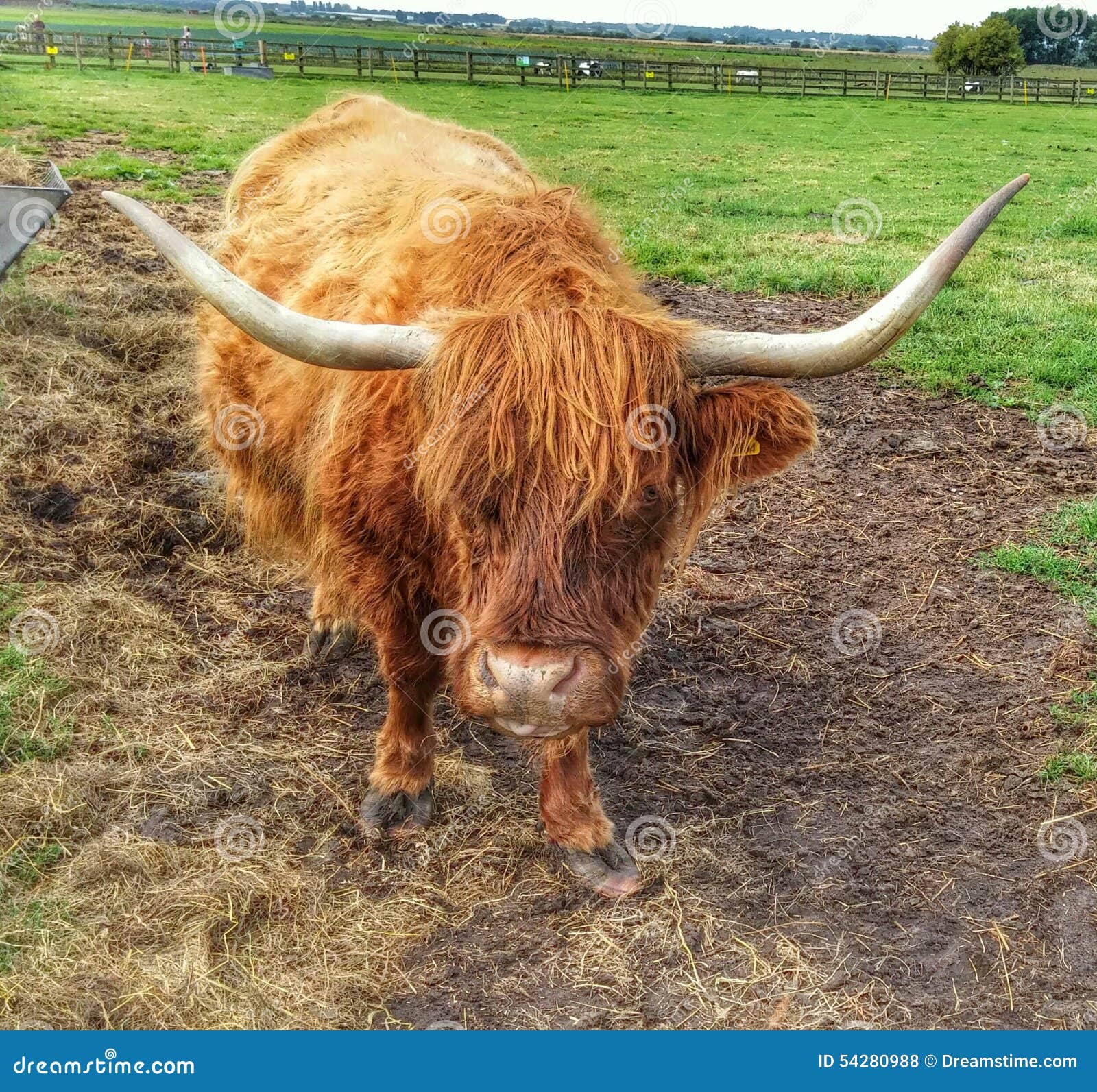 Ginger cow stock photo. Image of ginger, colour, orange - 54280988