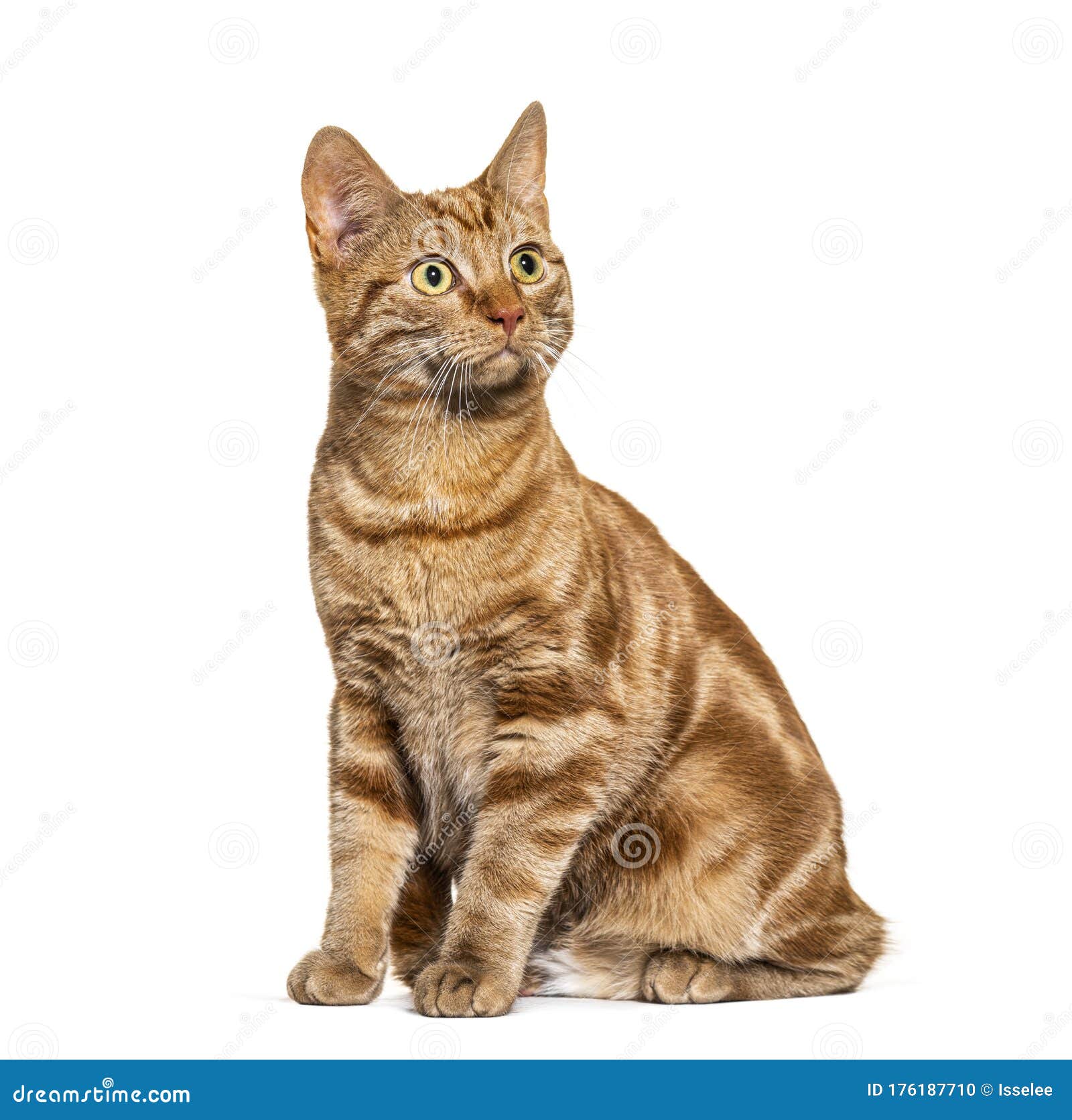 Ginger Crossbreed Cat Looking Away, Isolated Stock Photo - Image of ...