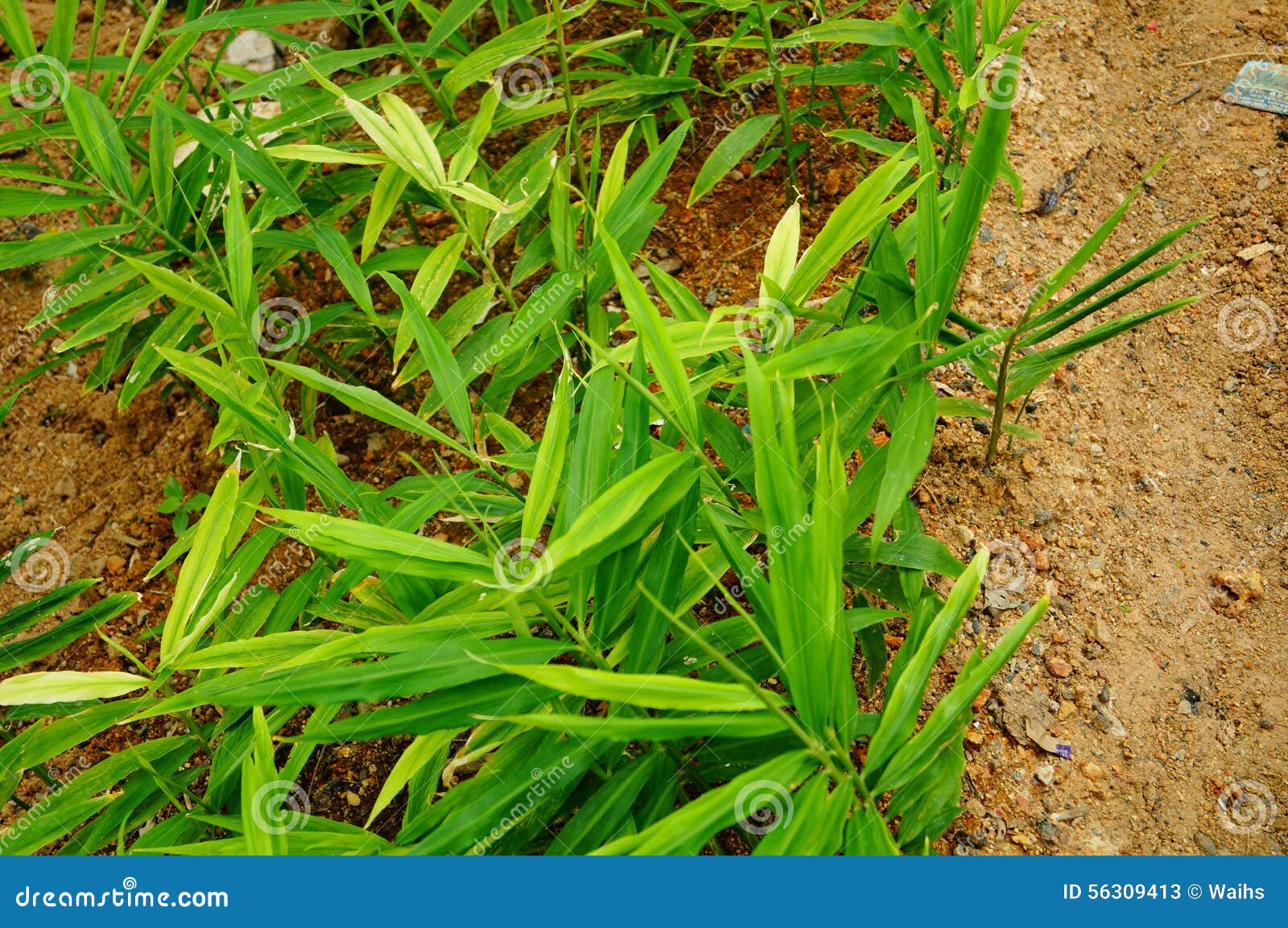 Ginger cultivation stock image. Image of outdoor, plants - 56309413