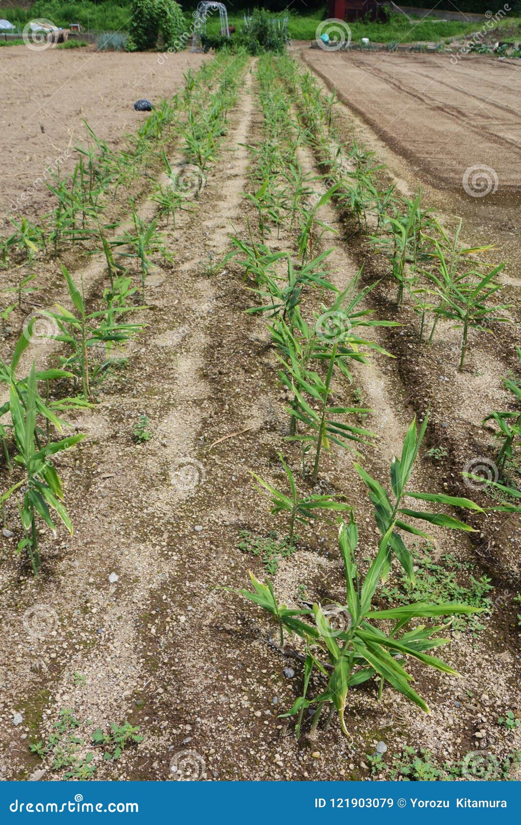Ginger cultivation stock image. Image of closeup, growth - 121903079